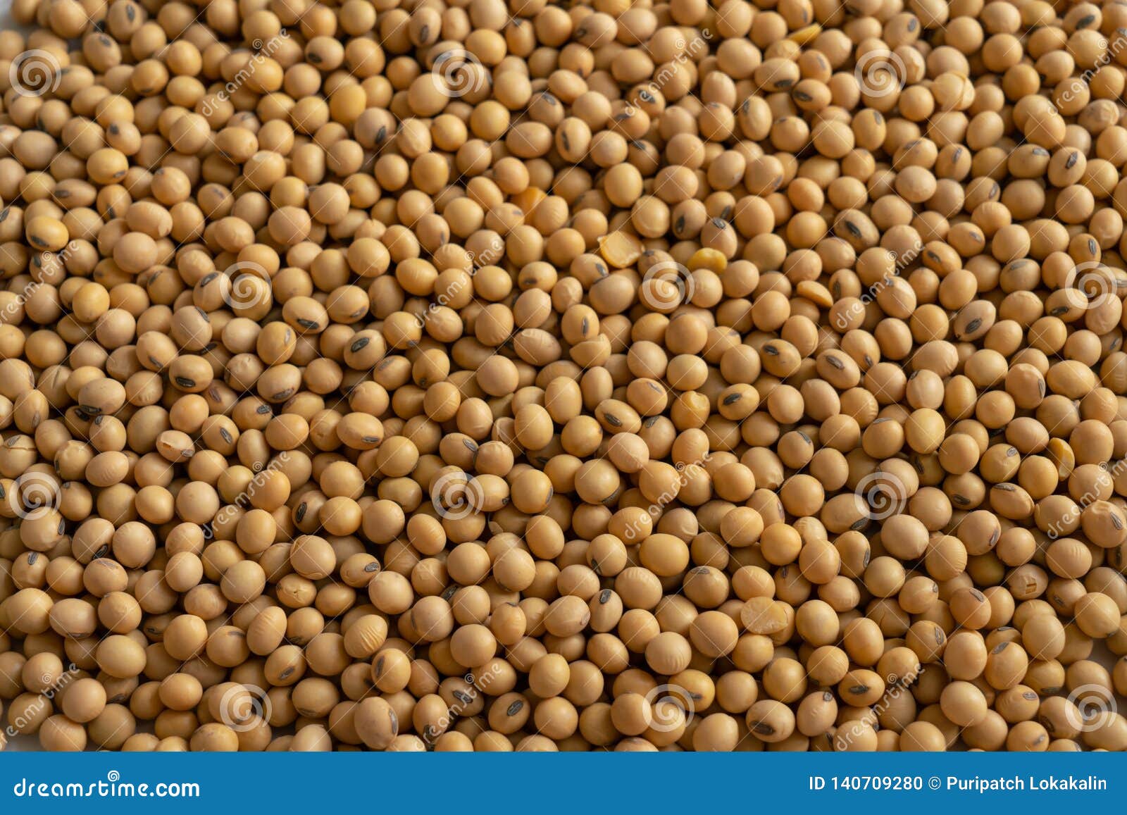 Soybean stock photo. Image of cooking, garden, cook - 140709280