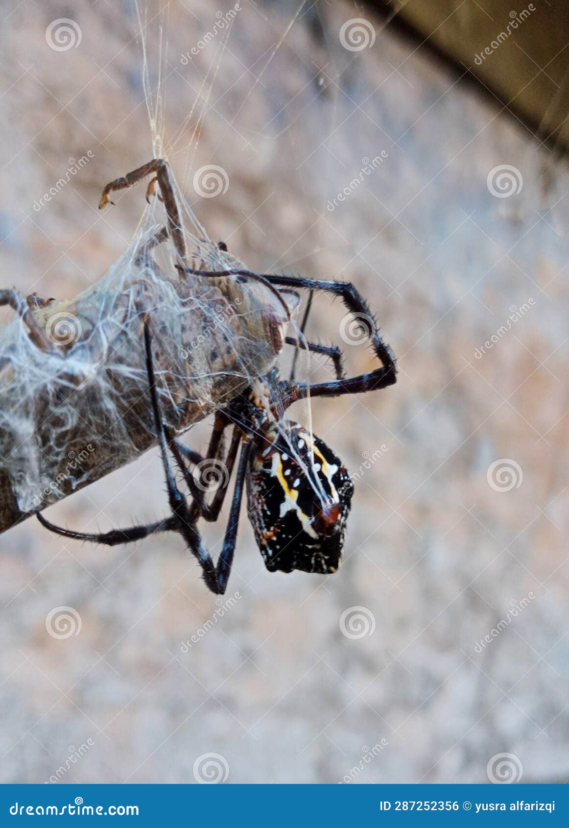 Photo of a Spider Enjoying the Prey of a Grasshopper Stock Photo ...