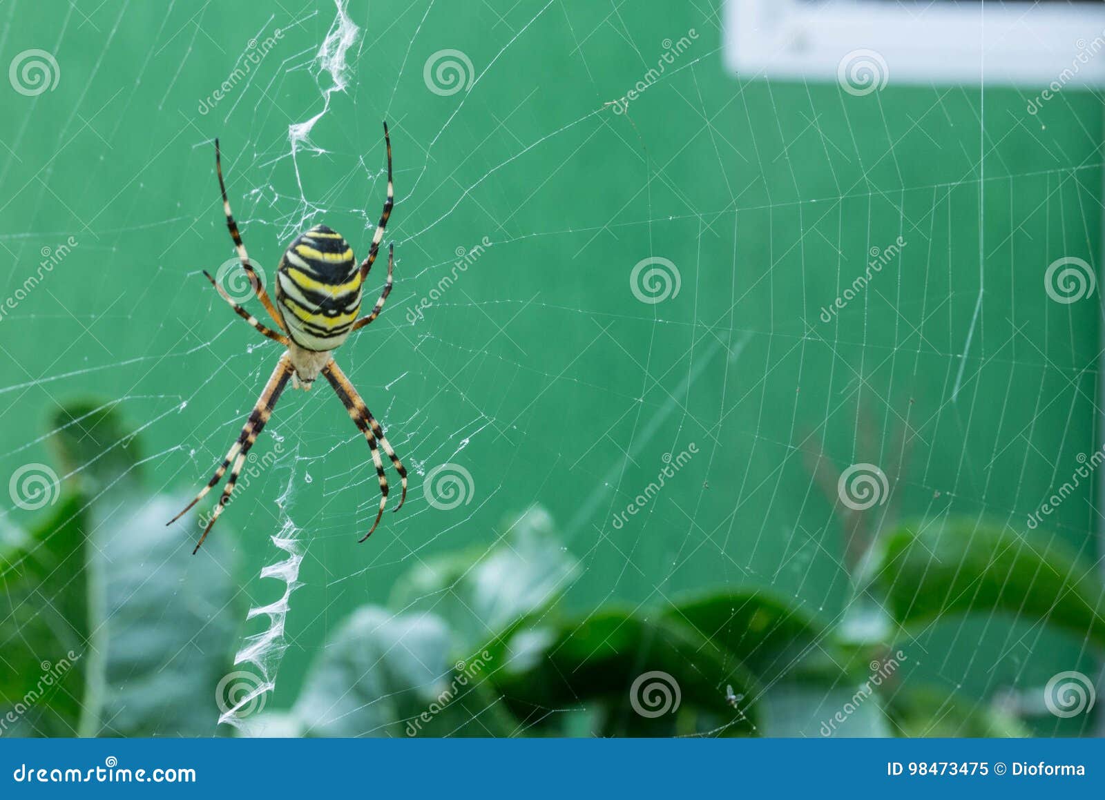 The photo of spider-wasps stock image. Image of poisonous - 98473475