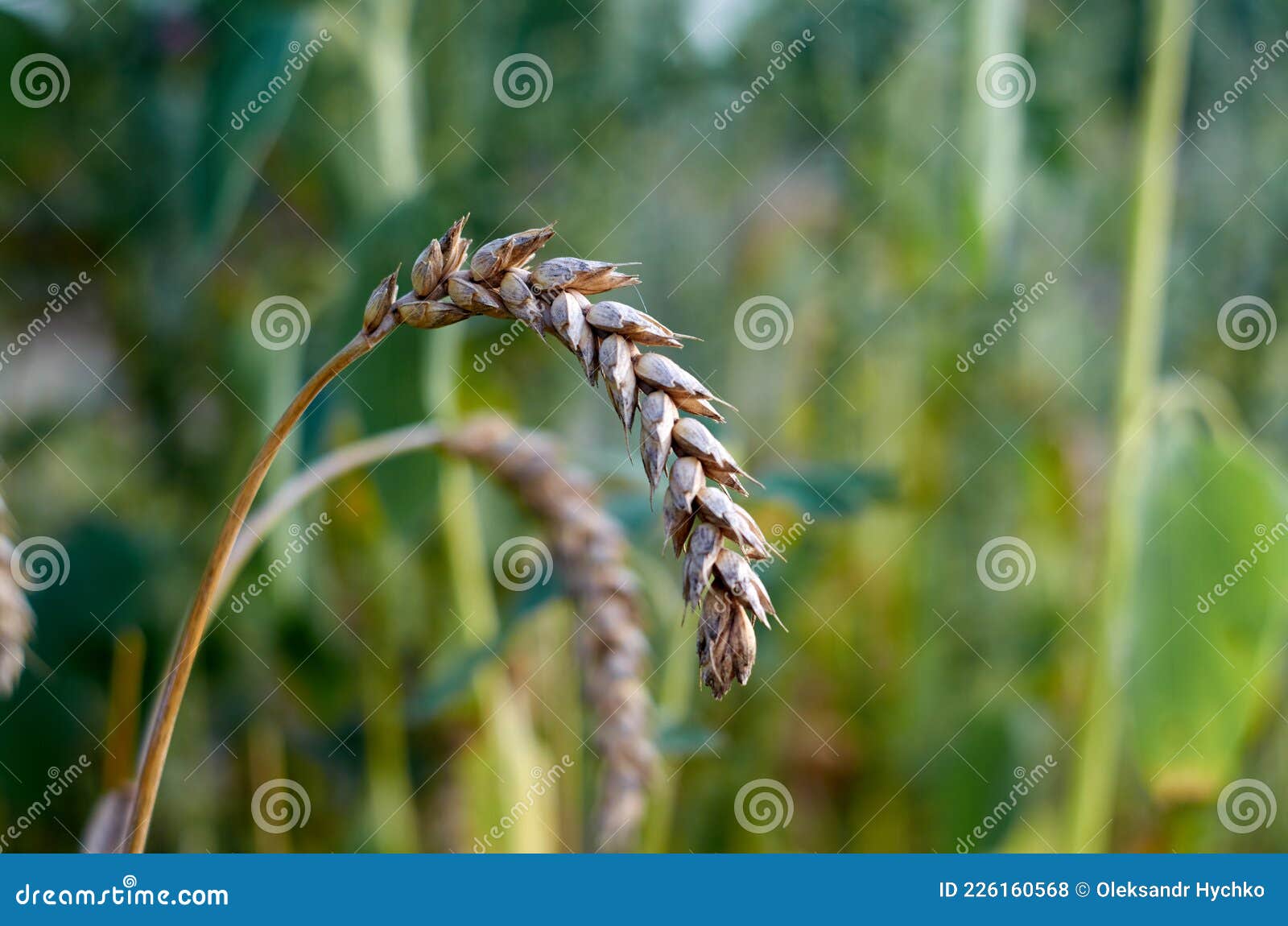 Photo of spikelet of wheat stock photo. Image of wheat - 226160568