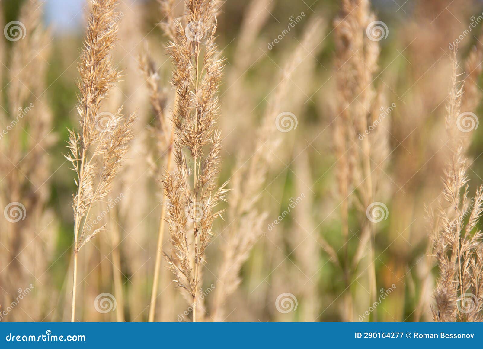 Photo of Spiky Grass. Botany and Plants Stock Image - Image of ...