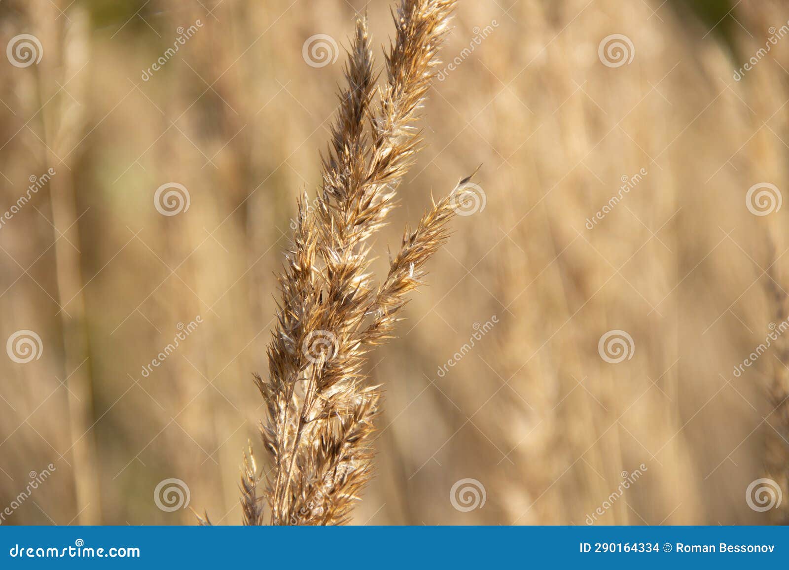 Photo of Spiky Grass. Botany and Plants Stock Photo - Image of botany ...