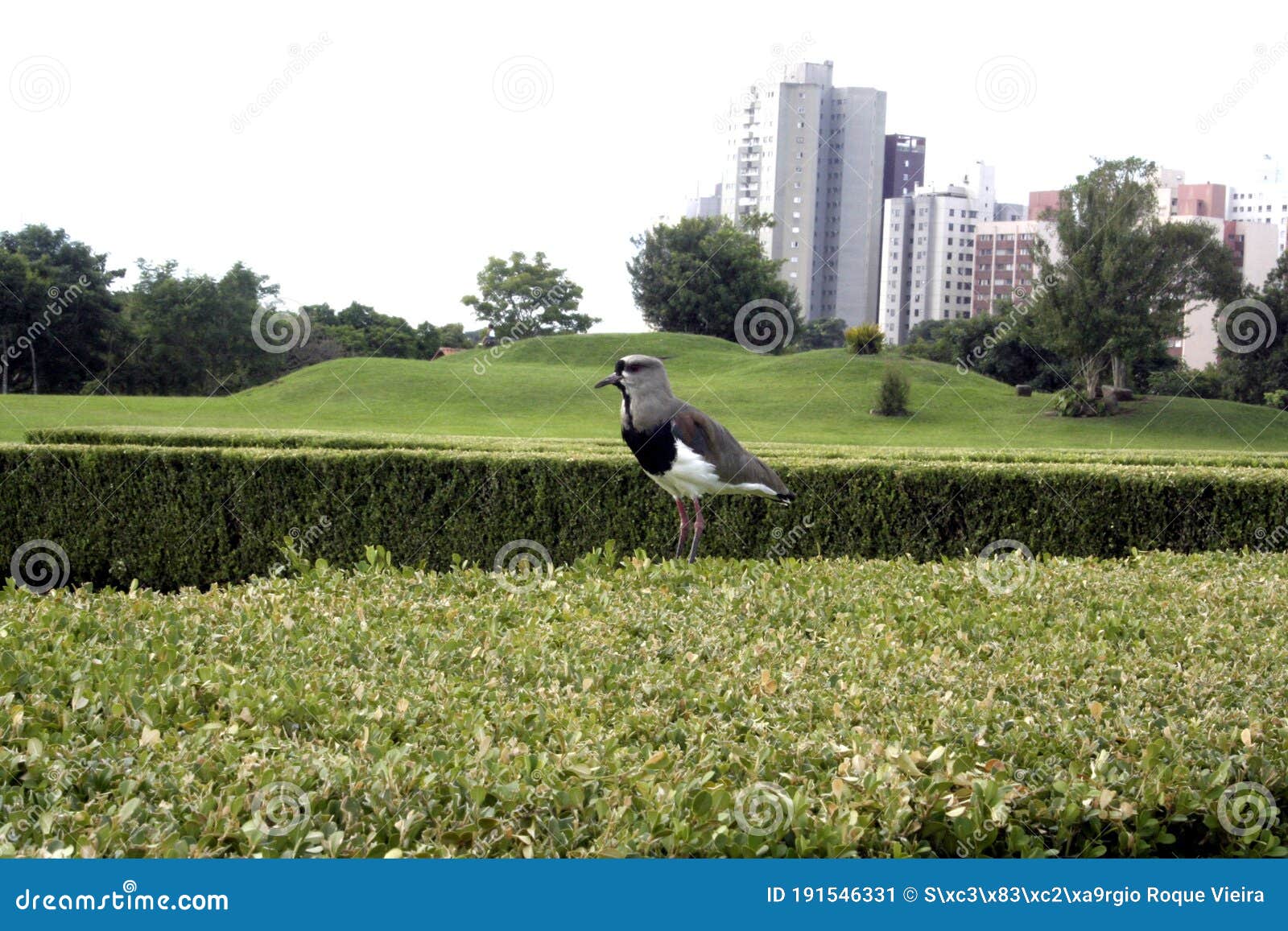 THINKING BIRD in the GARDEN Stock Image - Image of focus, birdn: 191546331