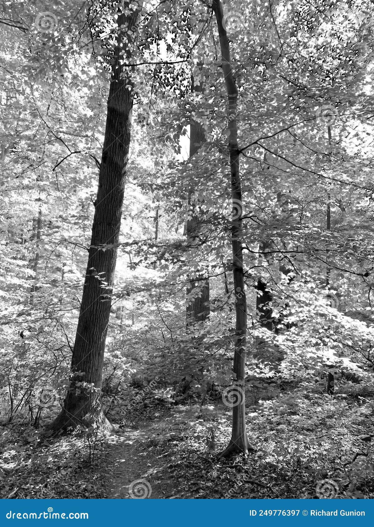Spring Forest in Infrared Black and White Stock Image - Image of white ...