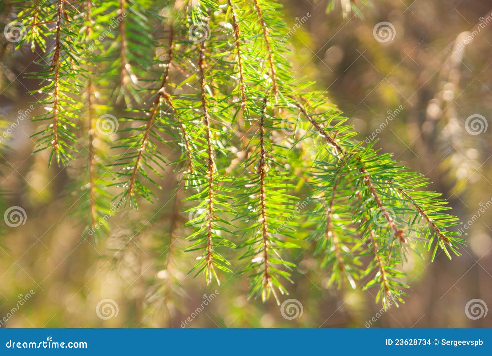 Photo of spruce branches stock photo. Image of evergreen - 23628734