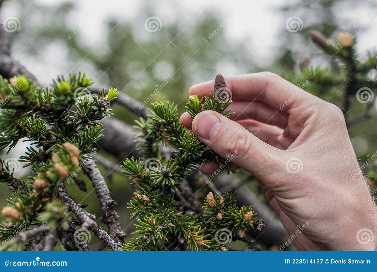 A Photo of a Spruce in the Taganay Ridge in the Urals Stock Image ...