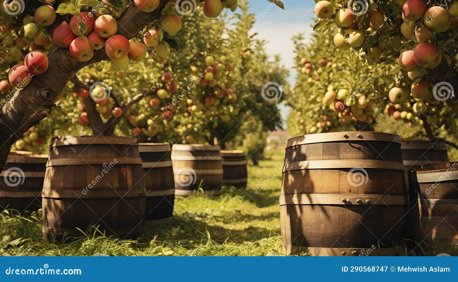 A Photo of a Stack of Wooden Barrels Filled with Apples at an Orchard ...