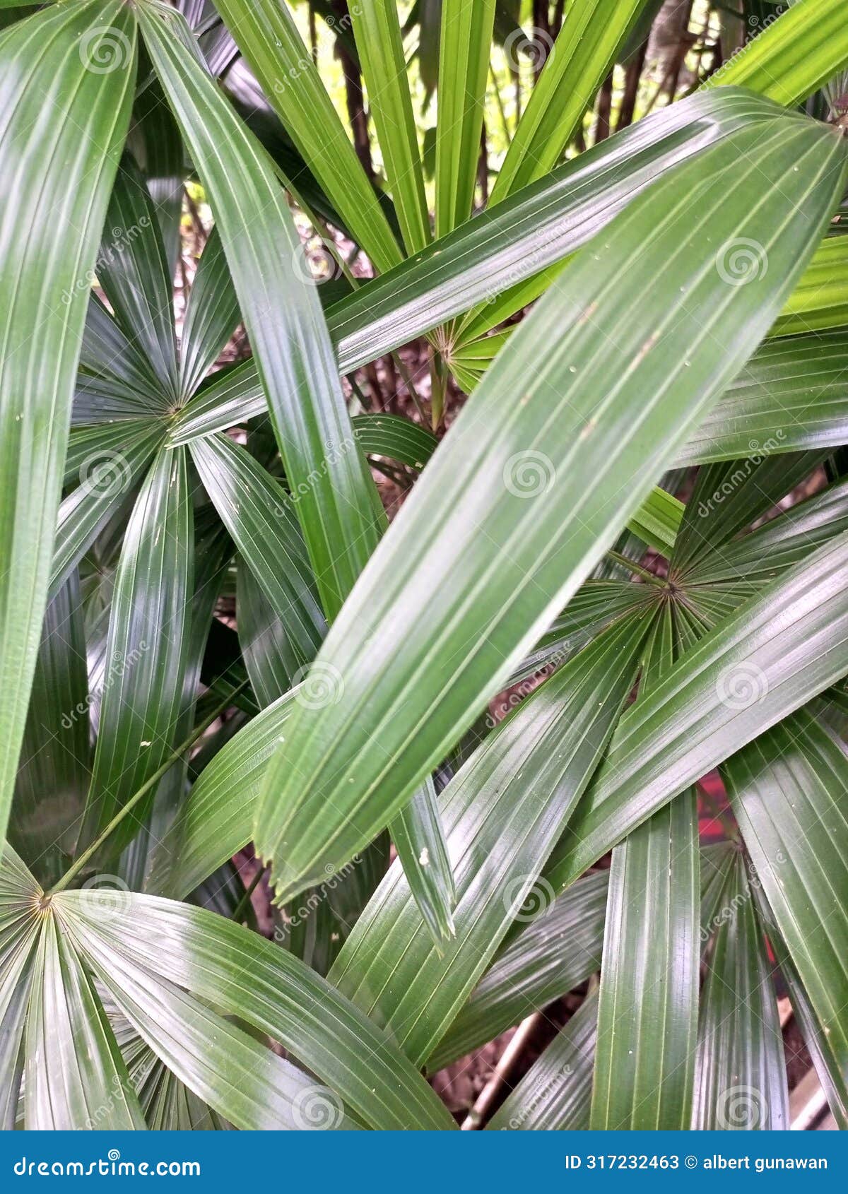 Photo of Stacked Green Palm Leaves Stock Image - Image of palm, unique ...