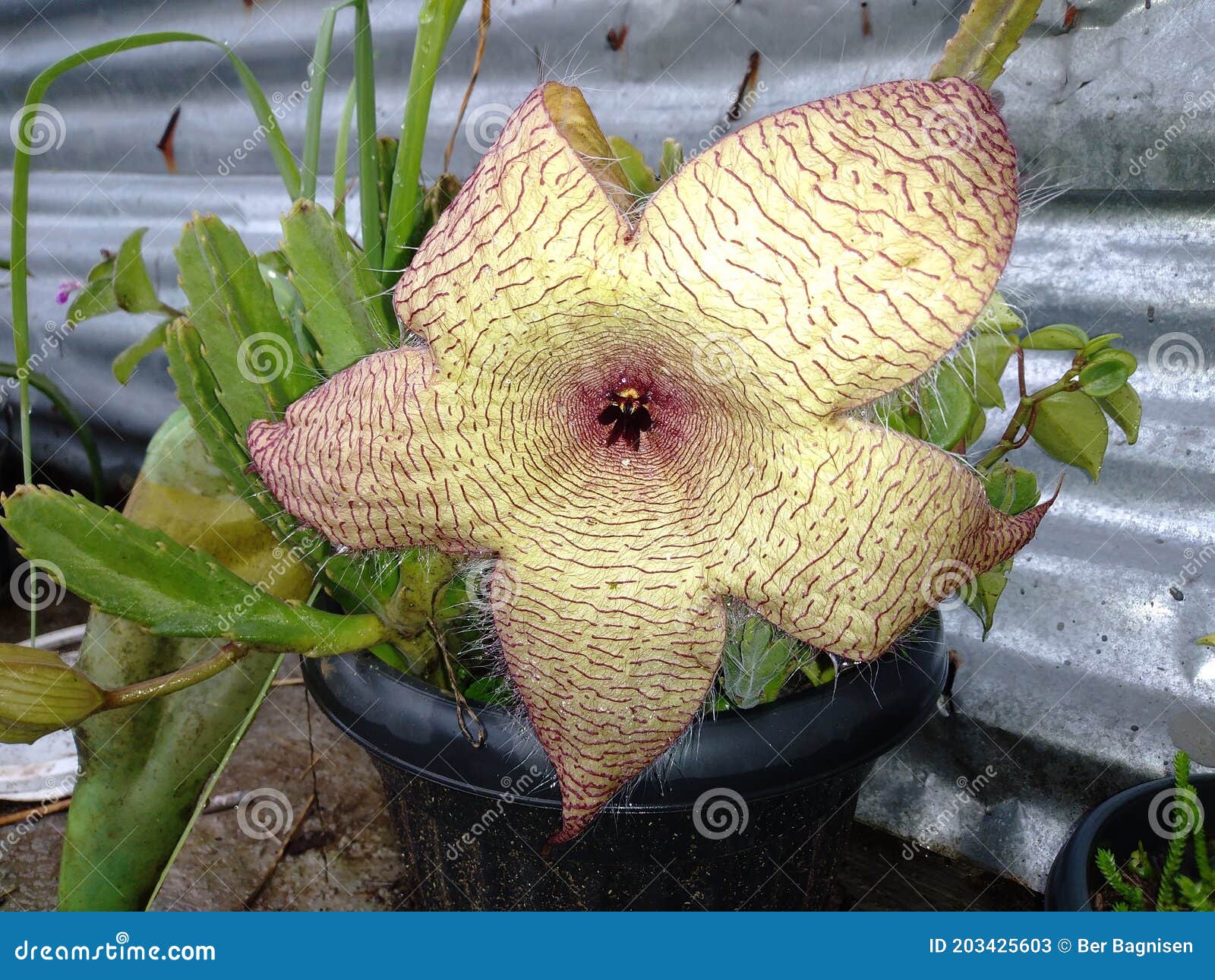 The Photo of a Star Cactus. Stock Image - Image of autumn, star: 203425603