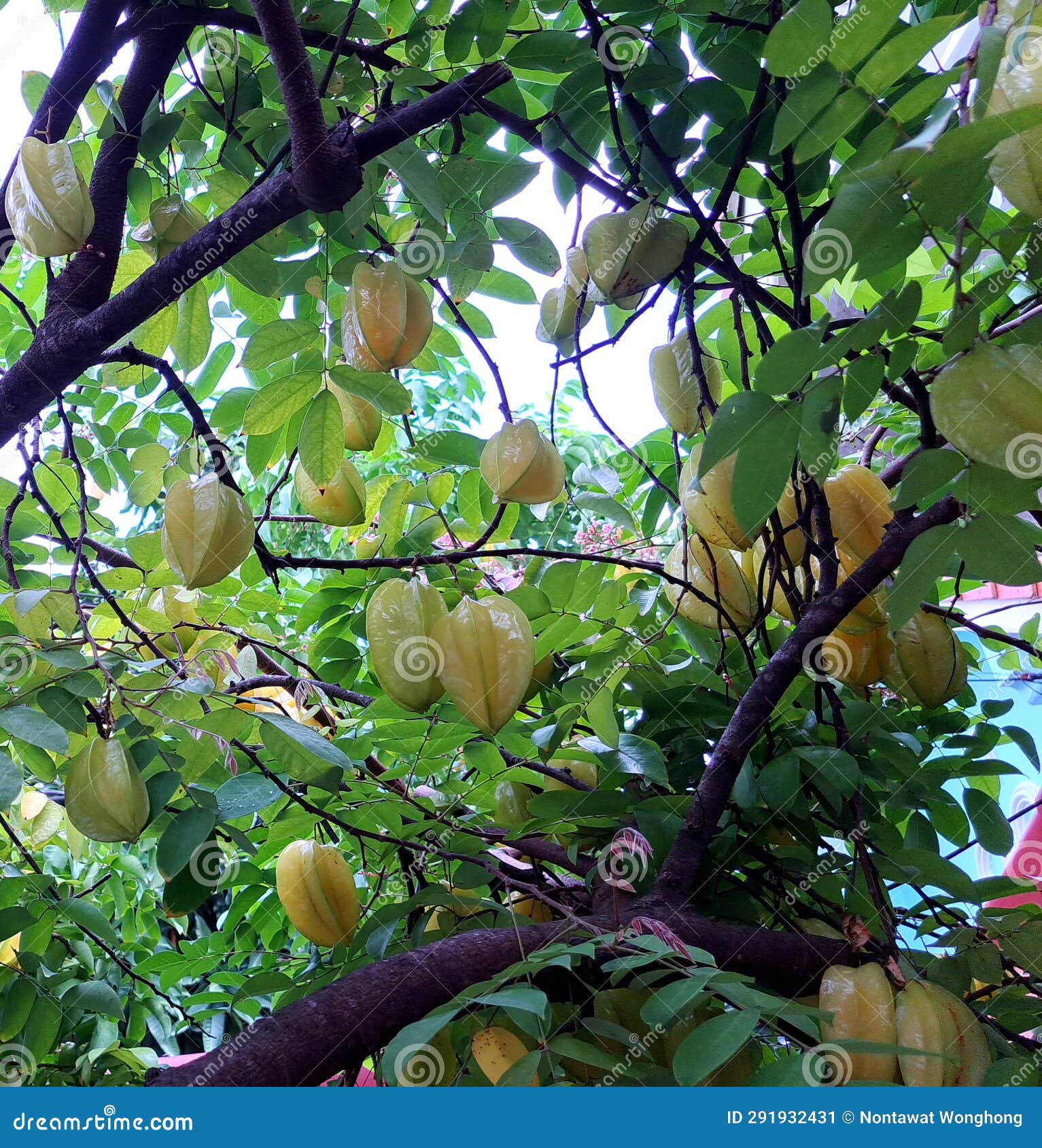 A Photo of a Star Fruit Tree Stock Image - Image of blossom, sunlight ...