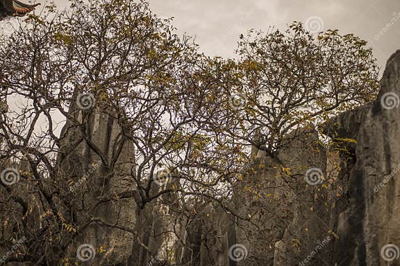 Stone Forest trees stock photo. Image of detail, stone - 110199882