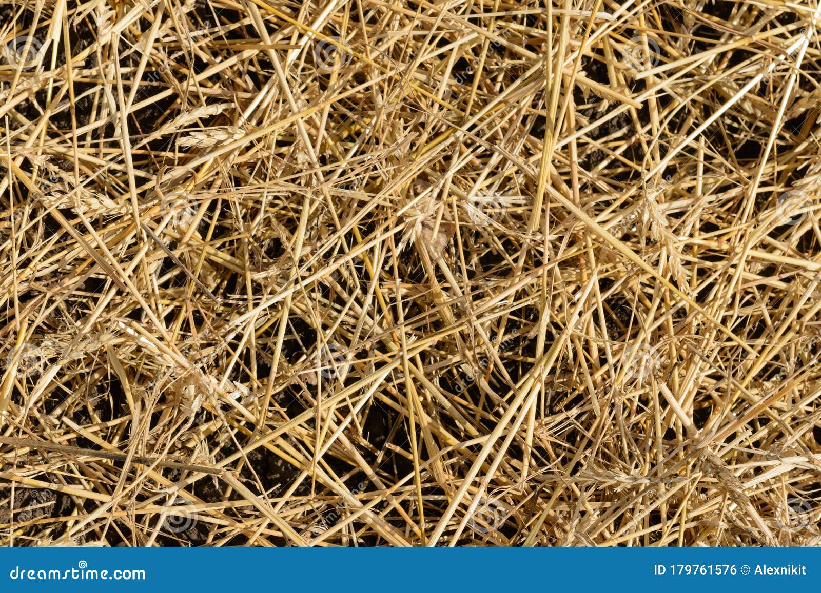 Photo of Straw on the Ground Stock Photo - Image of closeup, farm ...