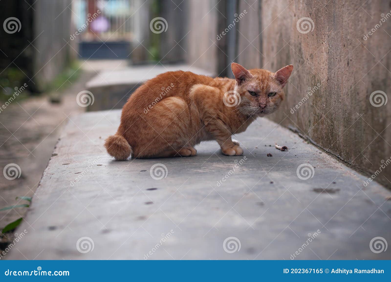 Stray Ginger Cat on the Alley Stock Image - Image of felix, alley ...