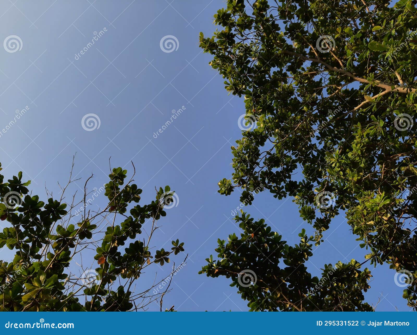 Photo of a Stretch of Blue Sky with Several Tree Branches on the Side ...