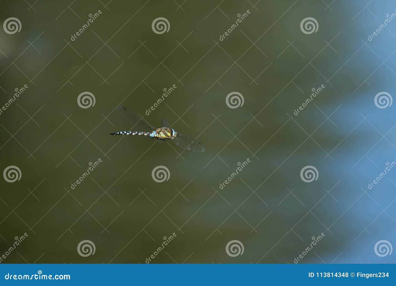 A Southern Hawker Dragon Fly Stock Photo - Image of hawker, insect ...
