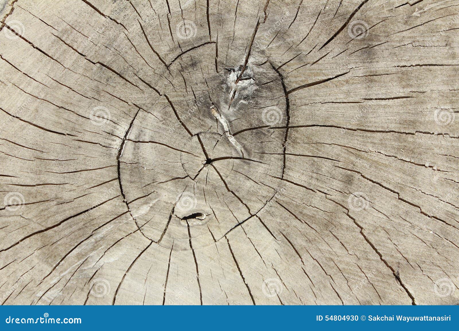 Photo Stump with a Beautiful Wood Pattern. Stock Photo - Image of stump ...