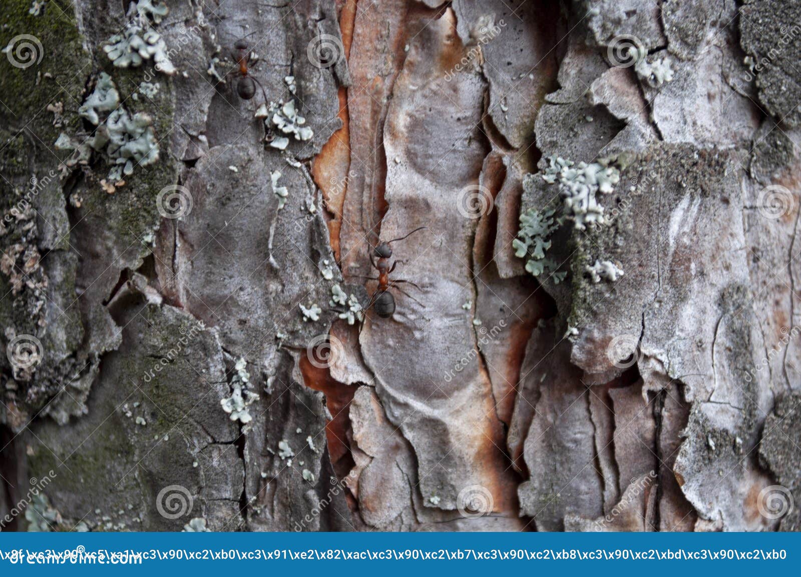 Ants on a pine tree stock image. Image of rock, woodland - 250466219
