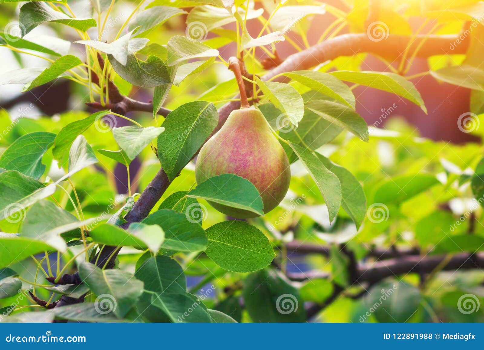 Ripe Pear on Tree with Sunlight Stock Photo - Image of closeup, leaf ...
