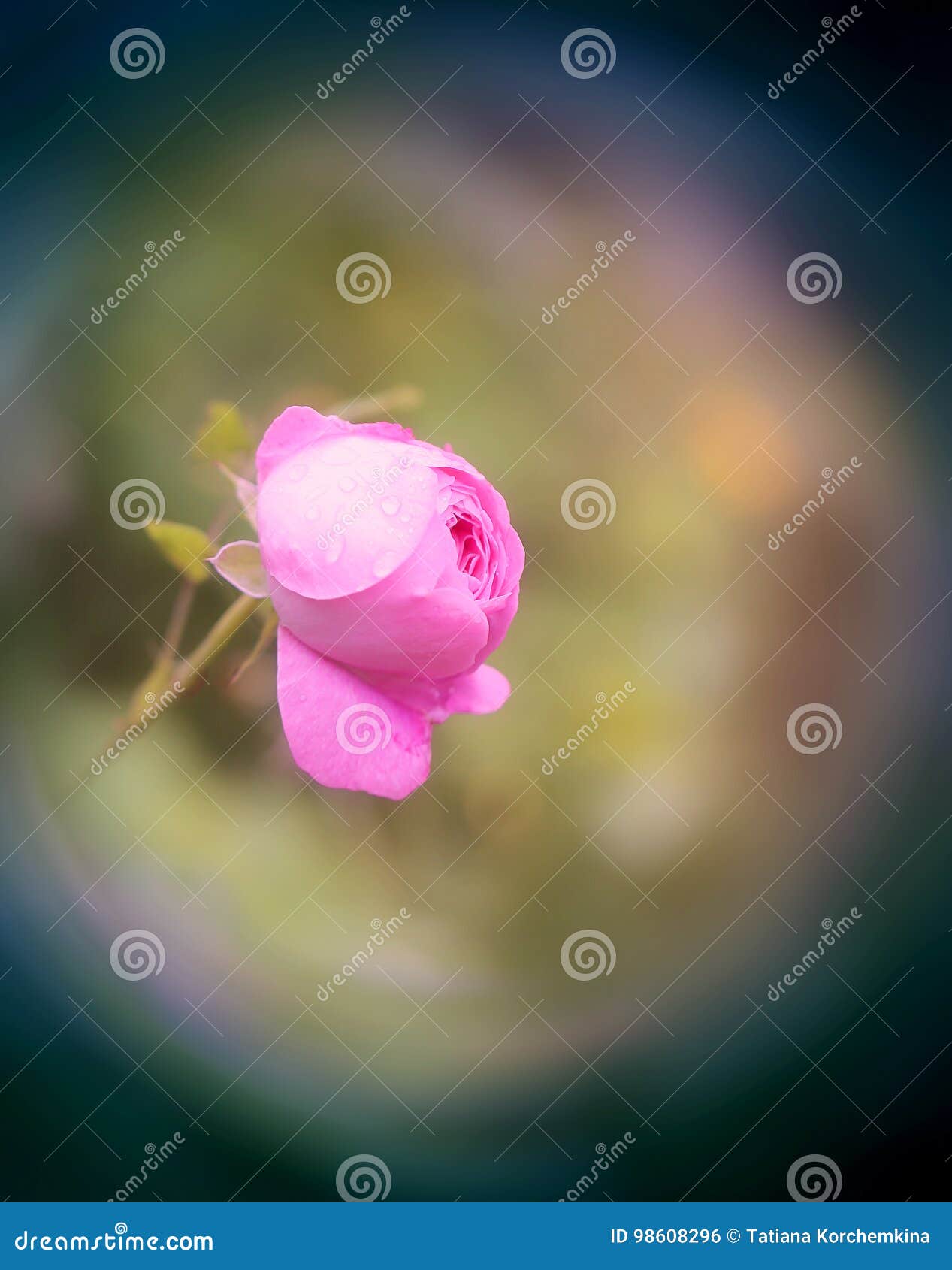 Photo summer rose stock photo. Image of pink, flower - 98608296