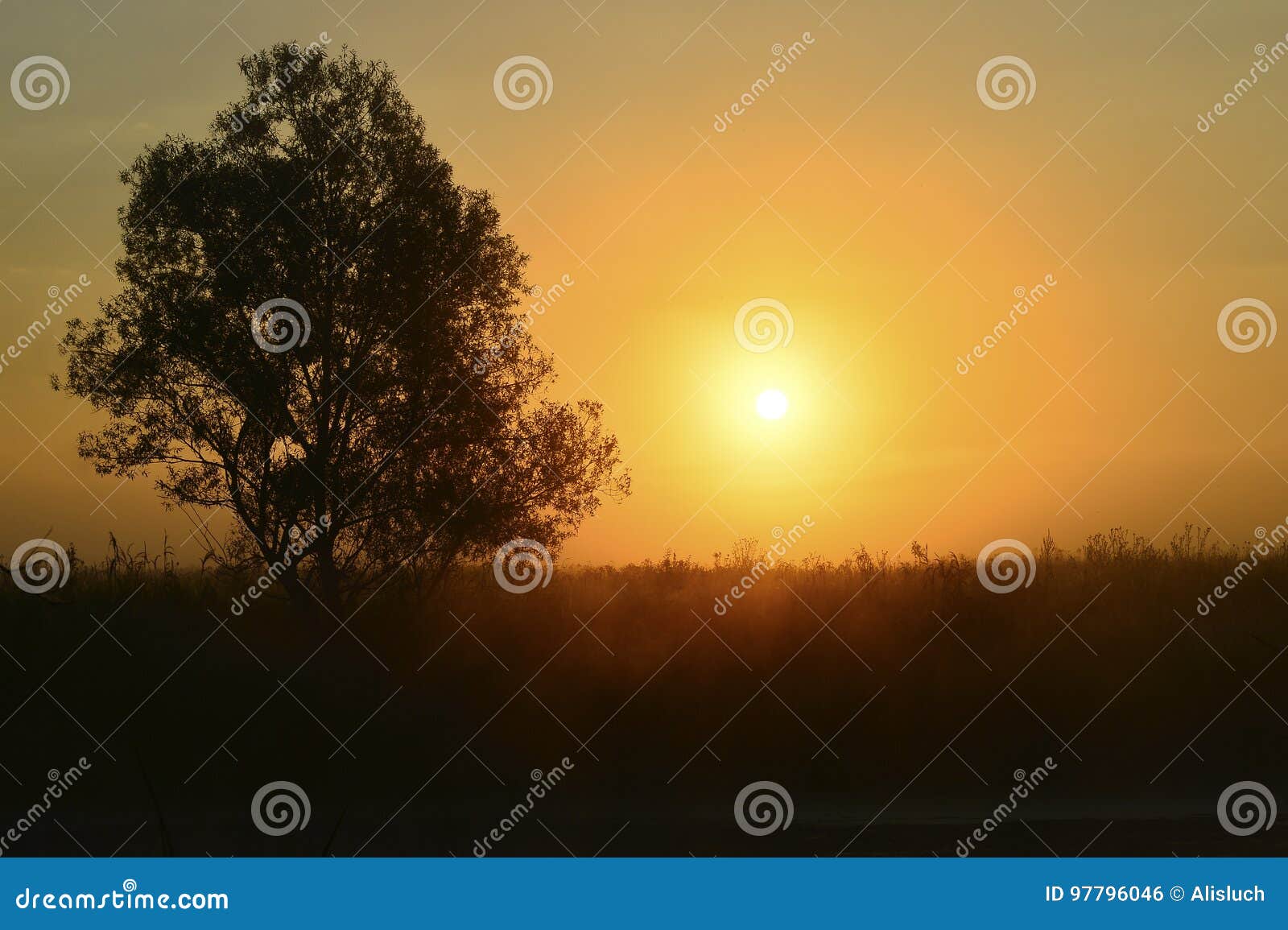 Photo with a Summer Sunrise and a Tree Stock Photo - Image of colorful ...