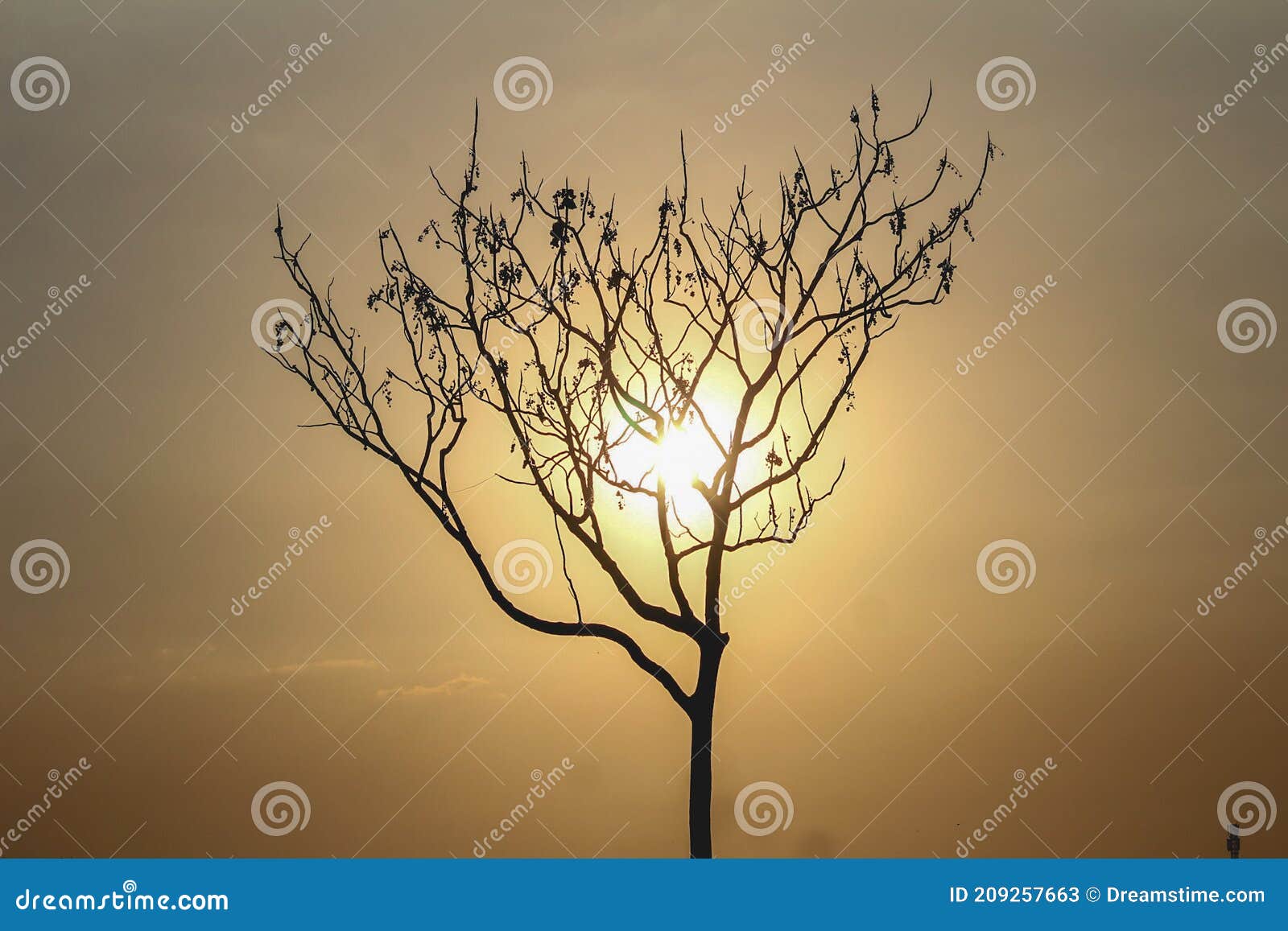 Photo of the Sun on Sunday at 5pm Stock Image - Image of flower, leaf ...