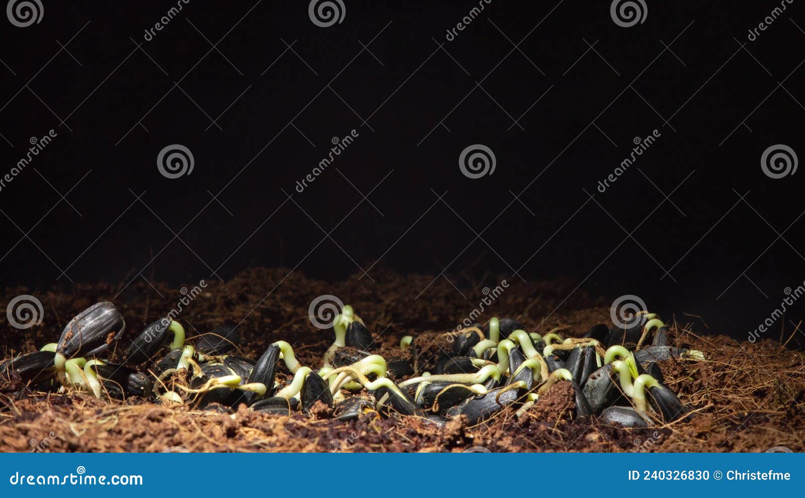 Photo of the Sunflower Seeds Germination in Dark Stock Photo - Image of ...