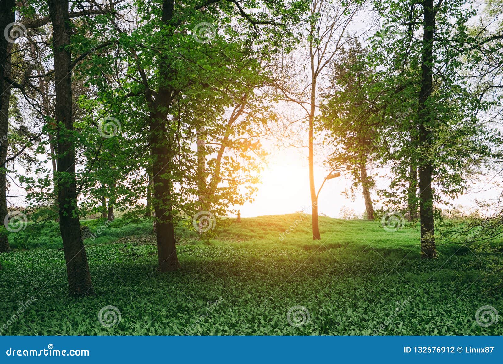 Sunlight in the Green Forest Springtime Stock Photo - Image of garden ...