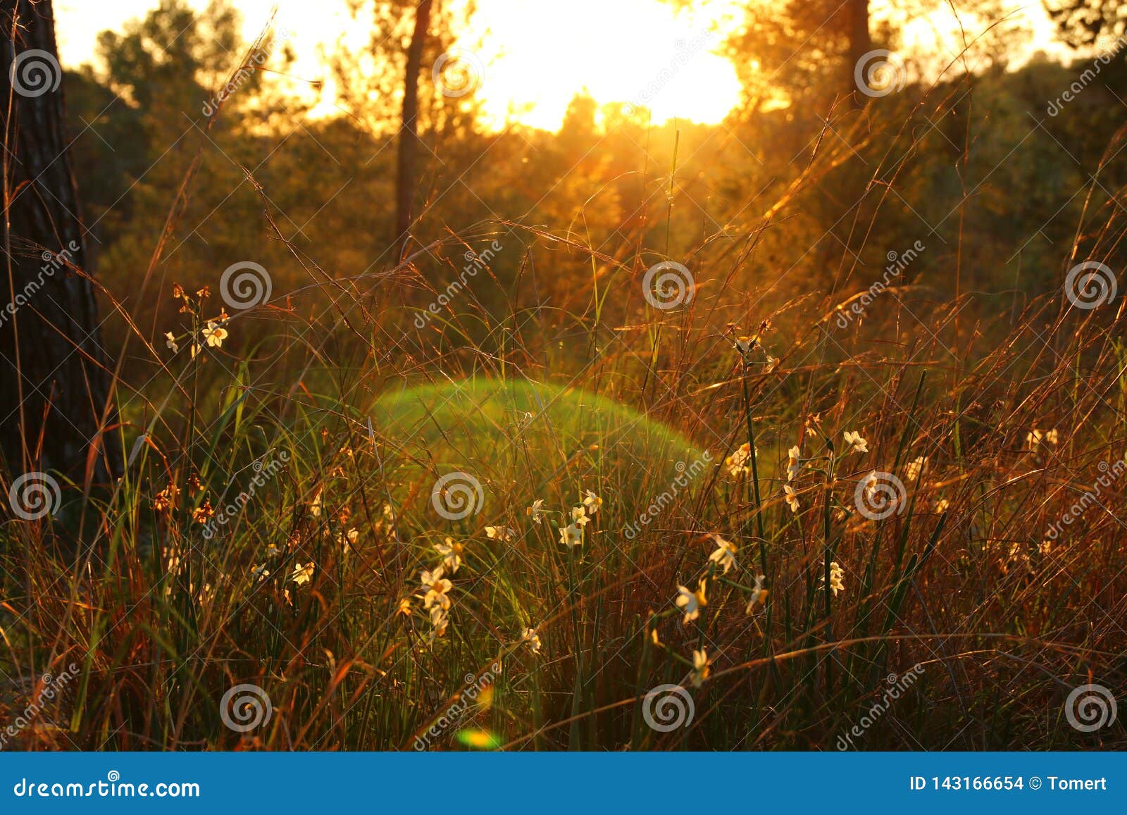 Photo of Sunset Light Burst among Flowers in the Forest Stock Photo ...