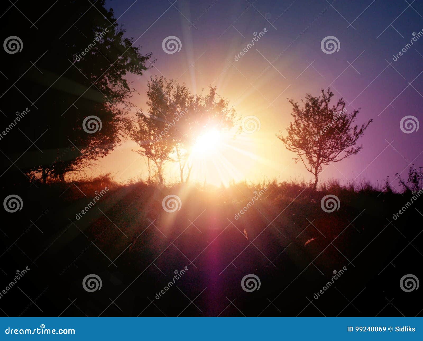 Sunset behind trees stock image. Image of modern, beautiful - 99240069