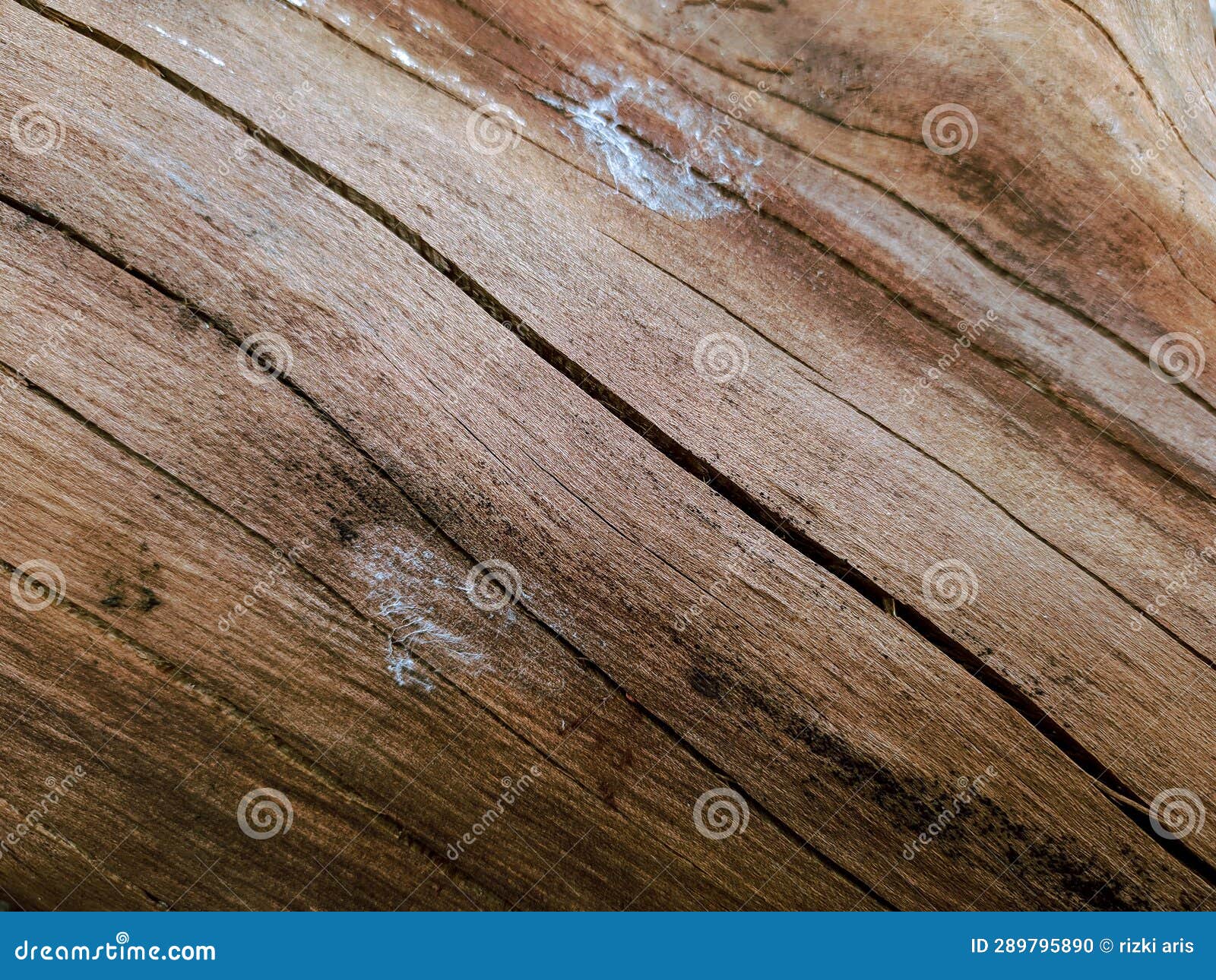 Photo of the Surface of a Dry Tree in the Form of Lines Stock Photo ...