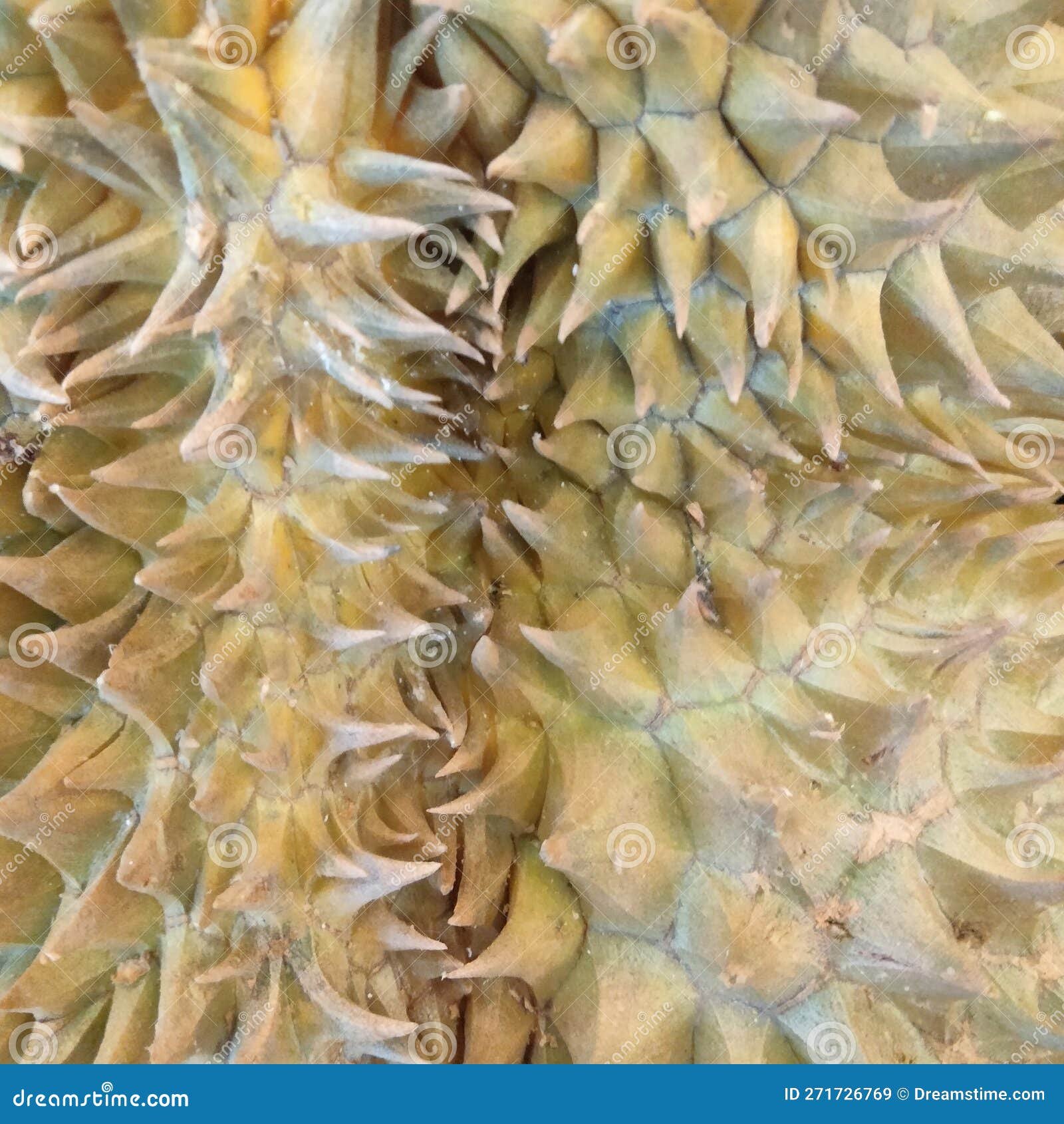 The Photo of the Surface Texture of the Durian Fruit Looks Close, it ...