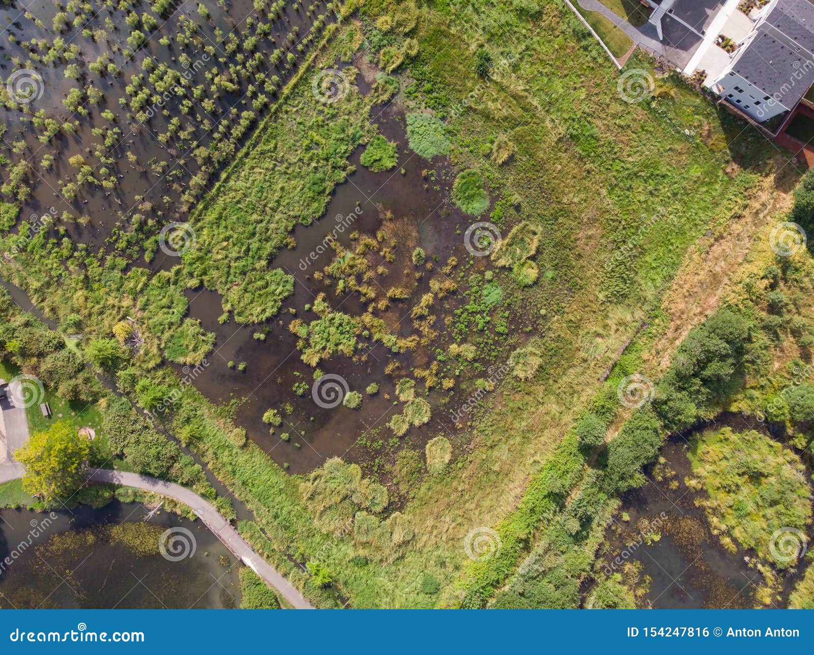 Photo of Swamp and Landscape Top View, Texture for Design Stock Photo ...