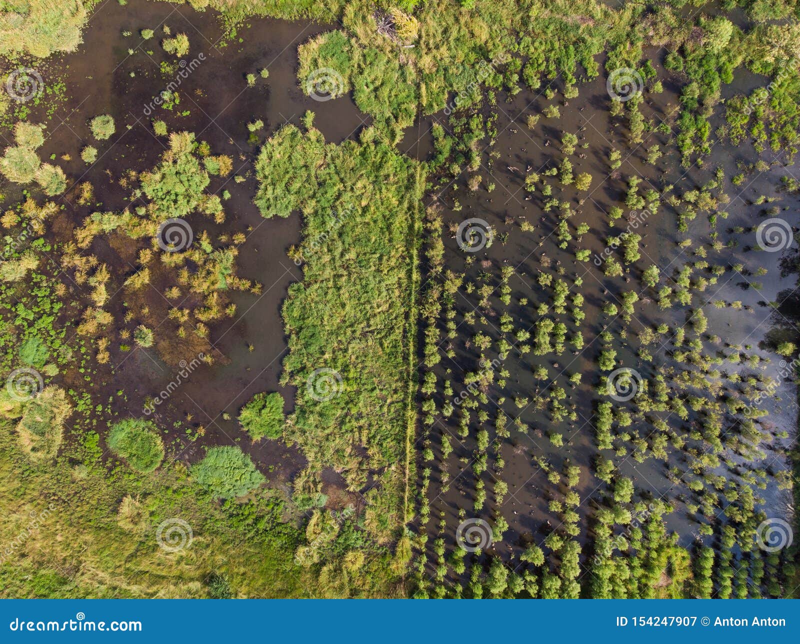 Photo of Swamp and Landscape Top View, Texture for Design Stock Image ...