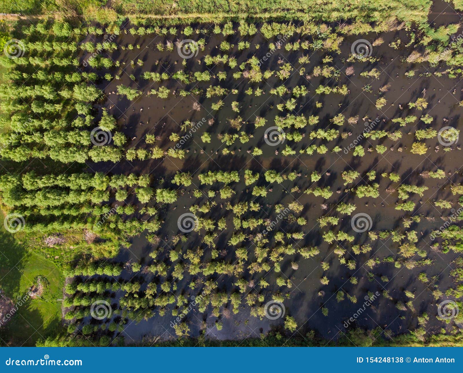 Photo of Swamp and Landscape Top View, Texture for Design Stock Photo ...