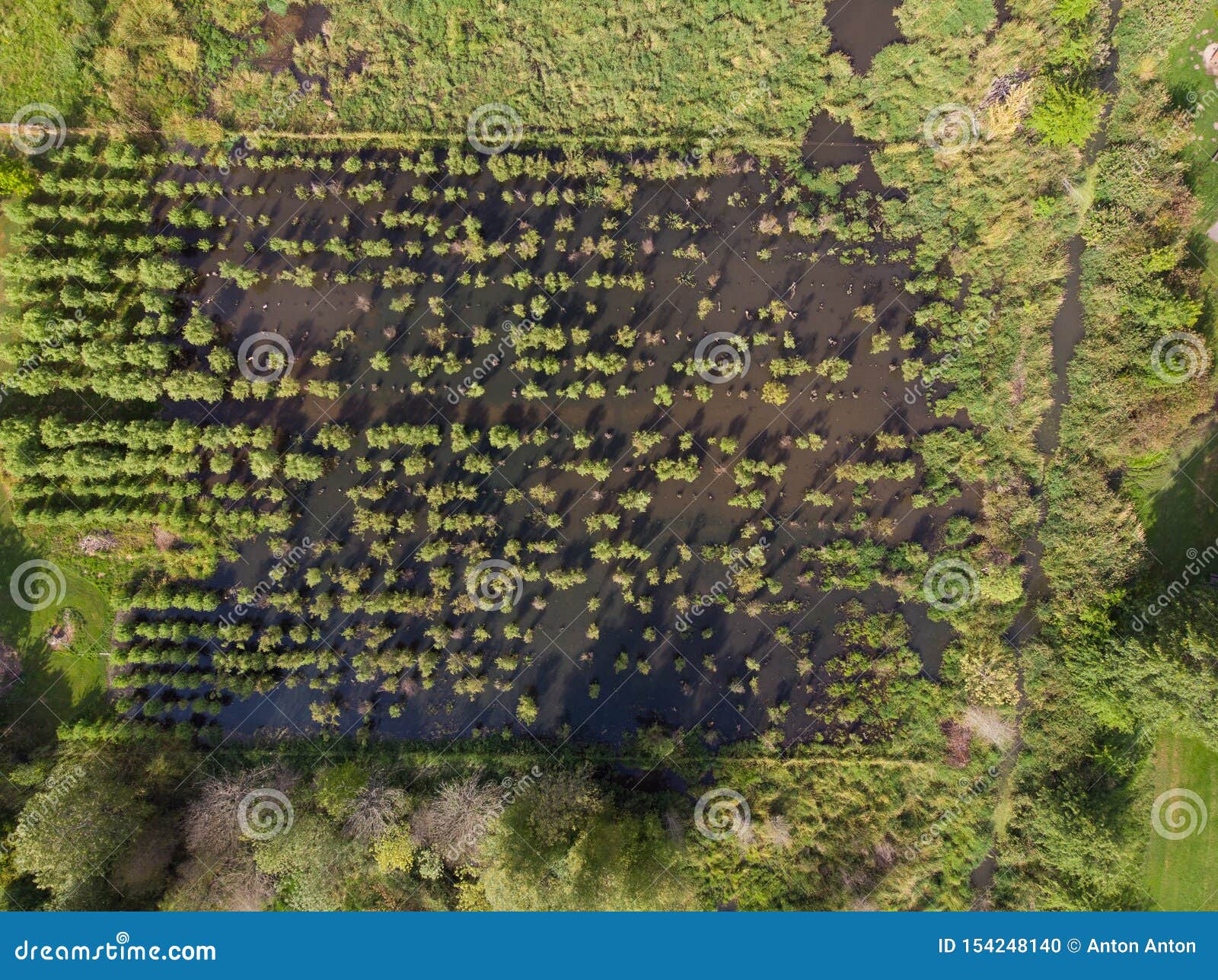 Photo of Swamp and Landscape Top View, Texture for Design Stock Photo ...