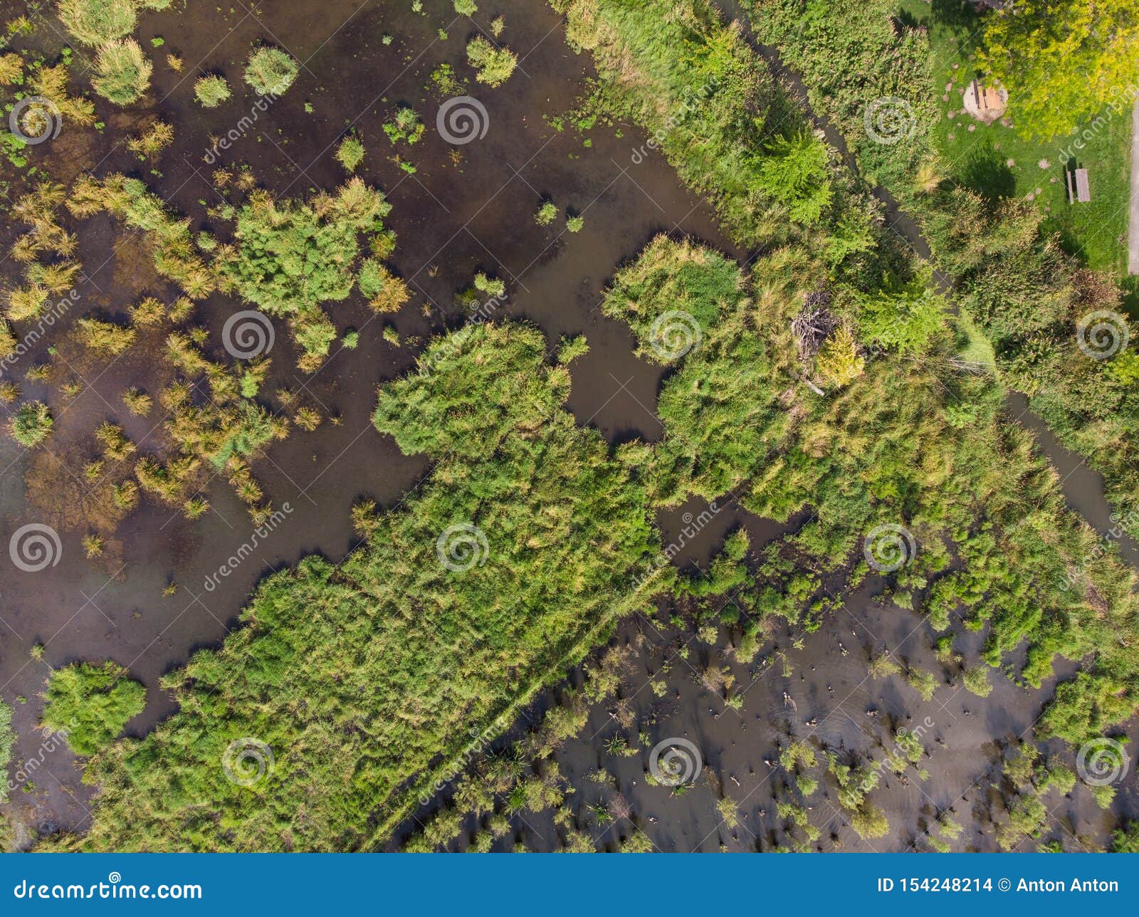 Photo of Swamp and Landscape Top View, Texture for Design Stock Photo ...