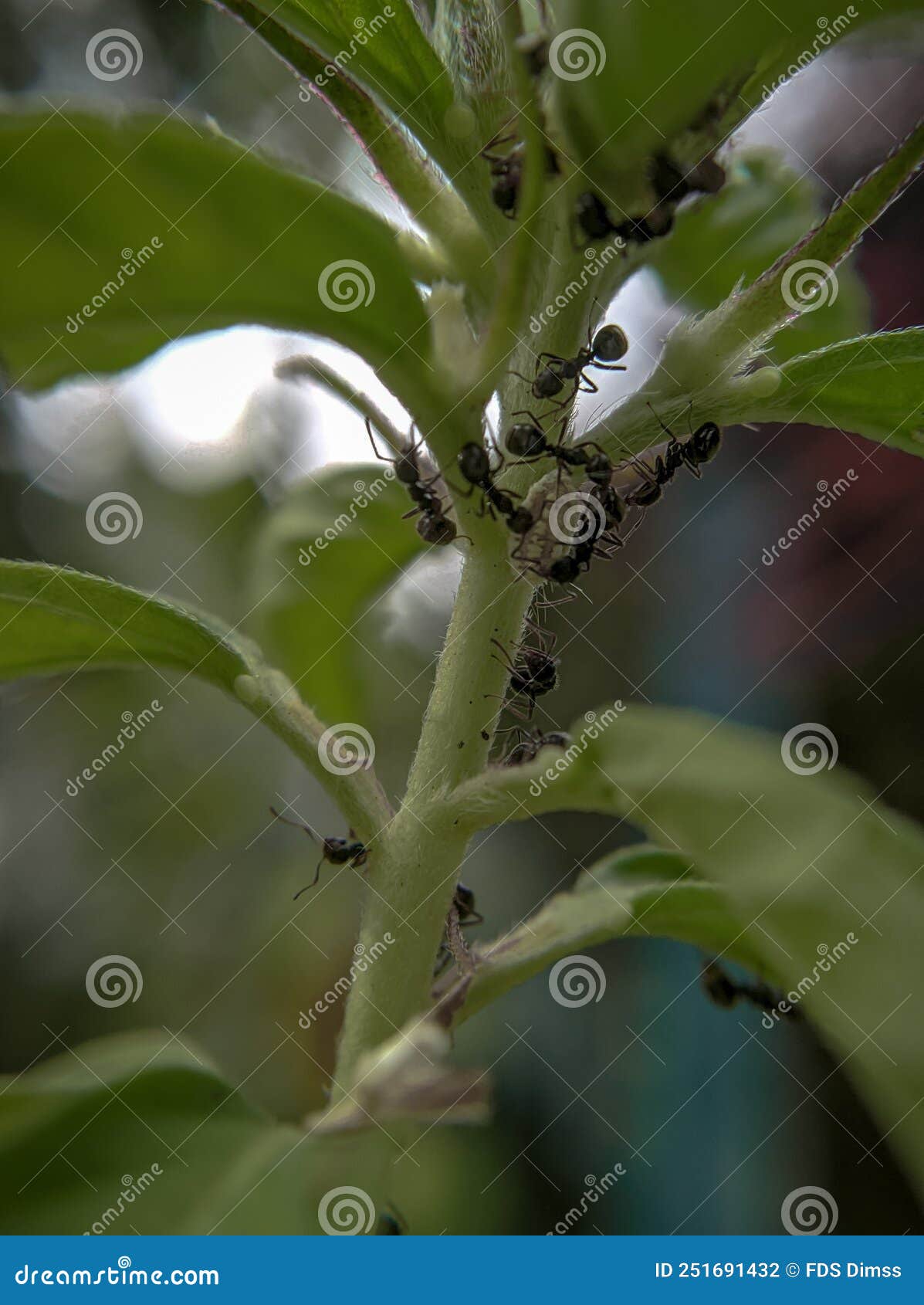 Photo of a Swarm of Ants on a Leaf Stock Photo - Image of nature ...