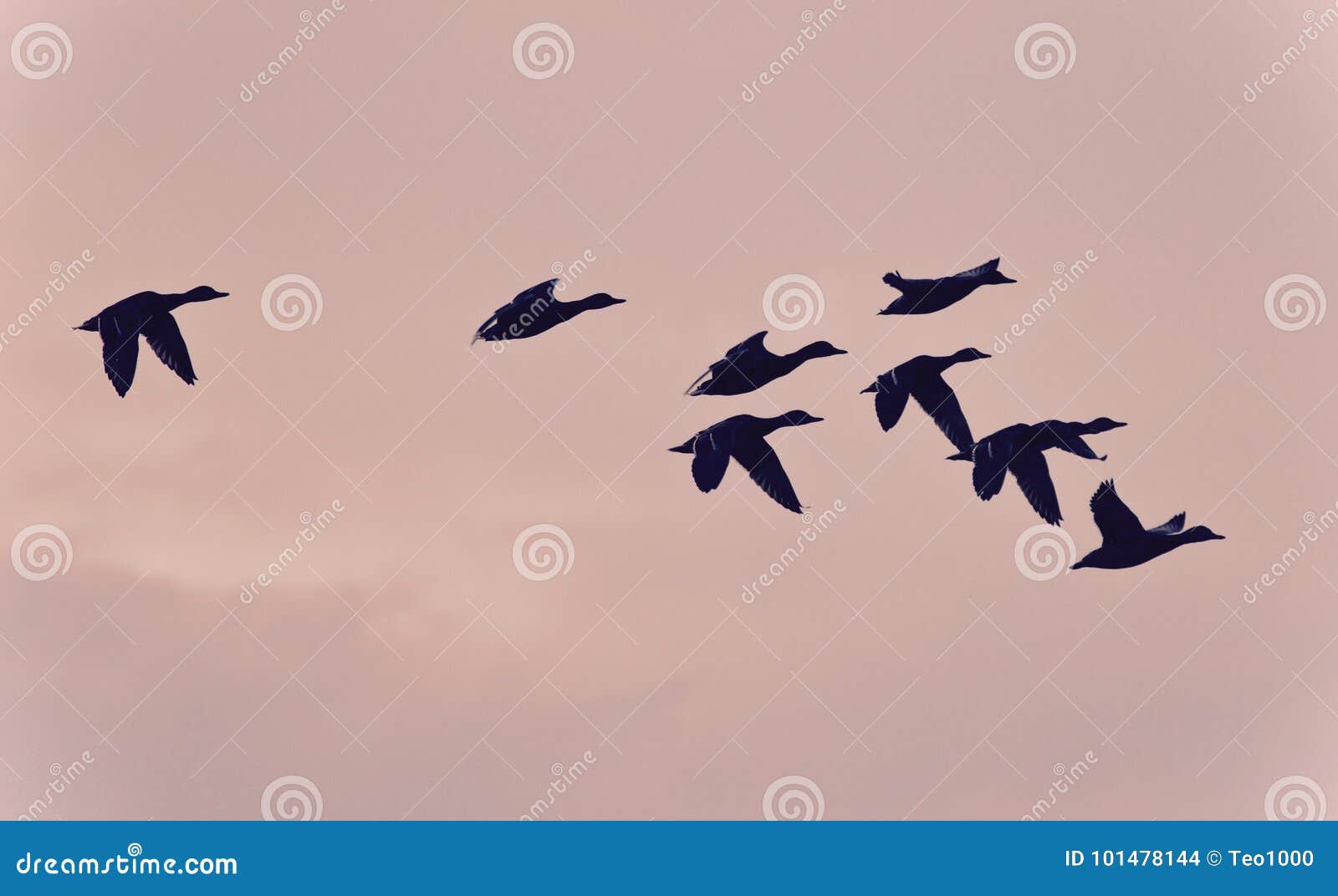 Photo of a Swarm of Mallards Flying in the Sky Stock Photo - Image of ...