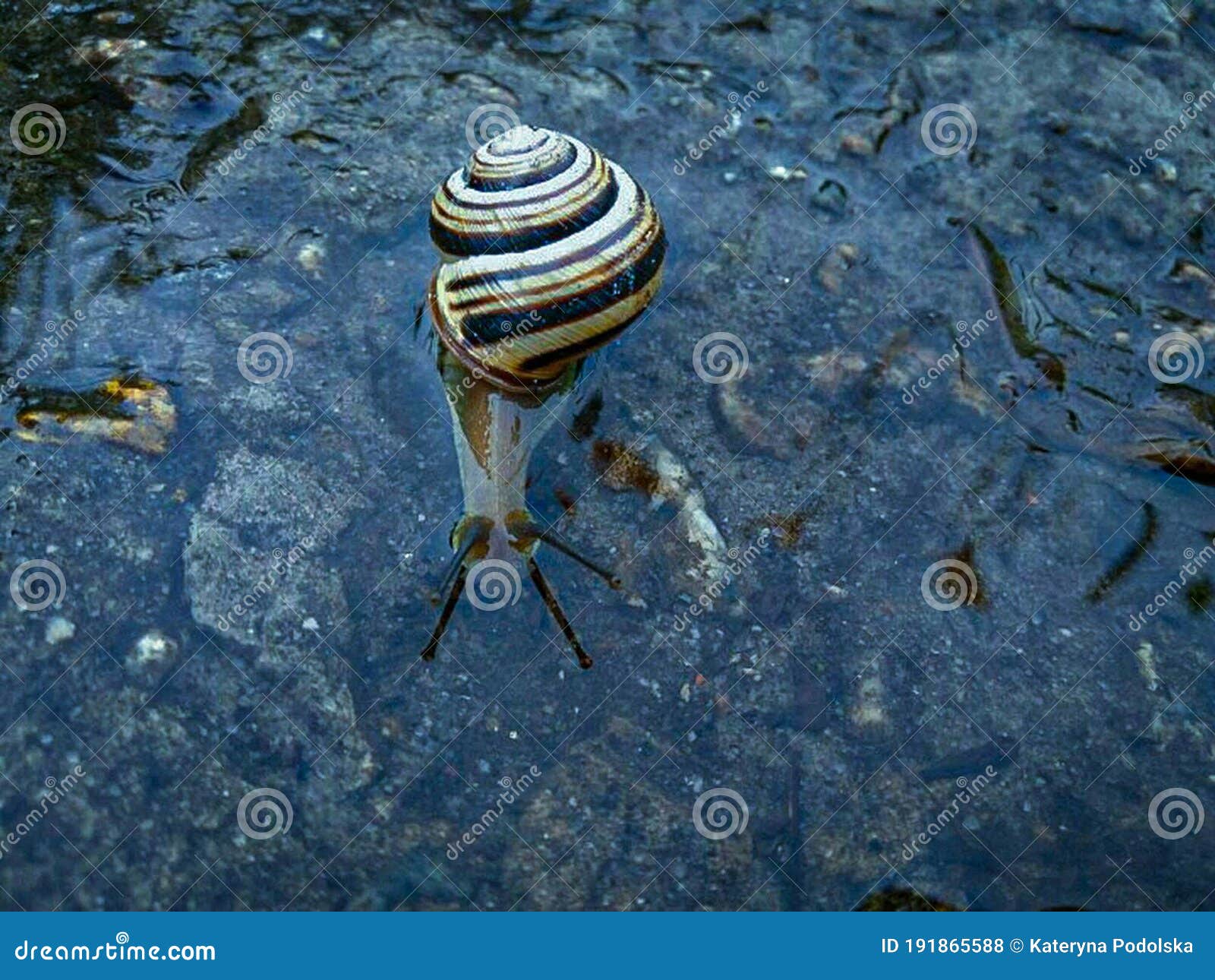 A Photo of a Swimming Snail in the Water Stock Photo - Image of rain ...