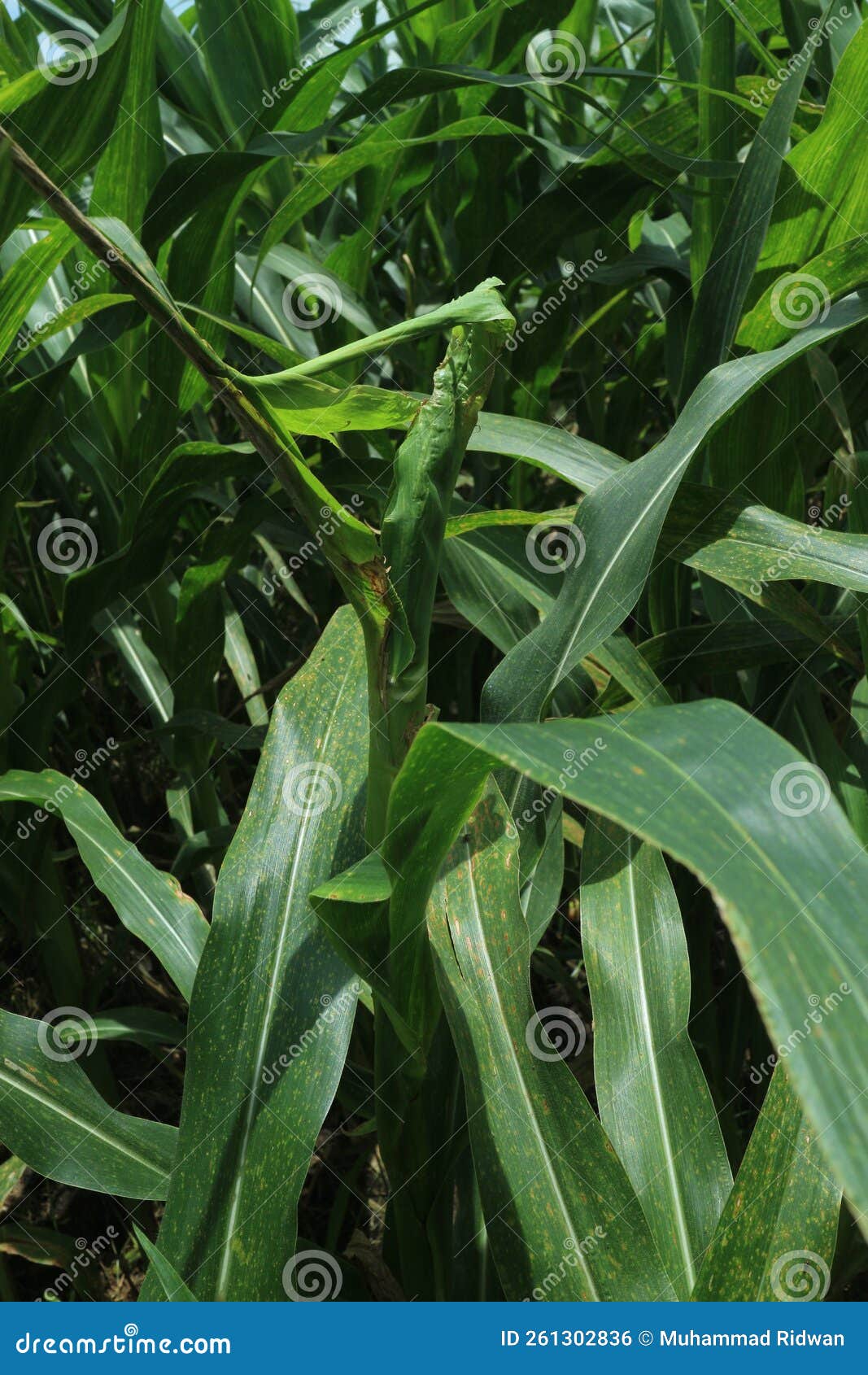 Photo of Symptoms Attack by Seed Flies on Corn Plants. Stock Photo ...