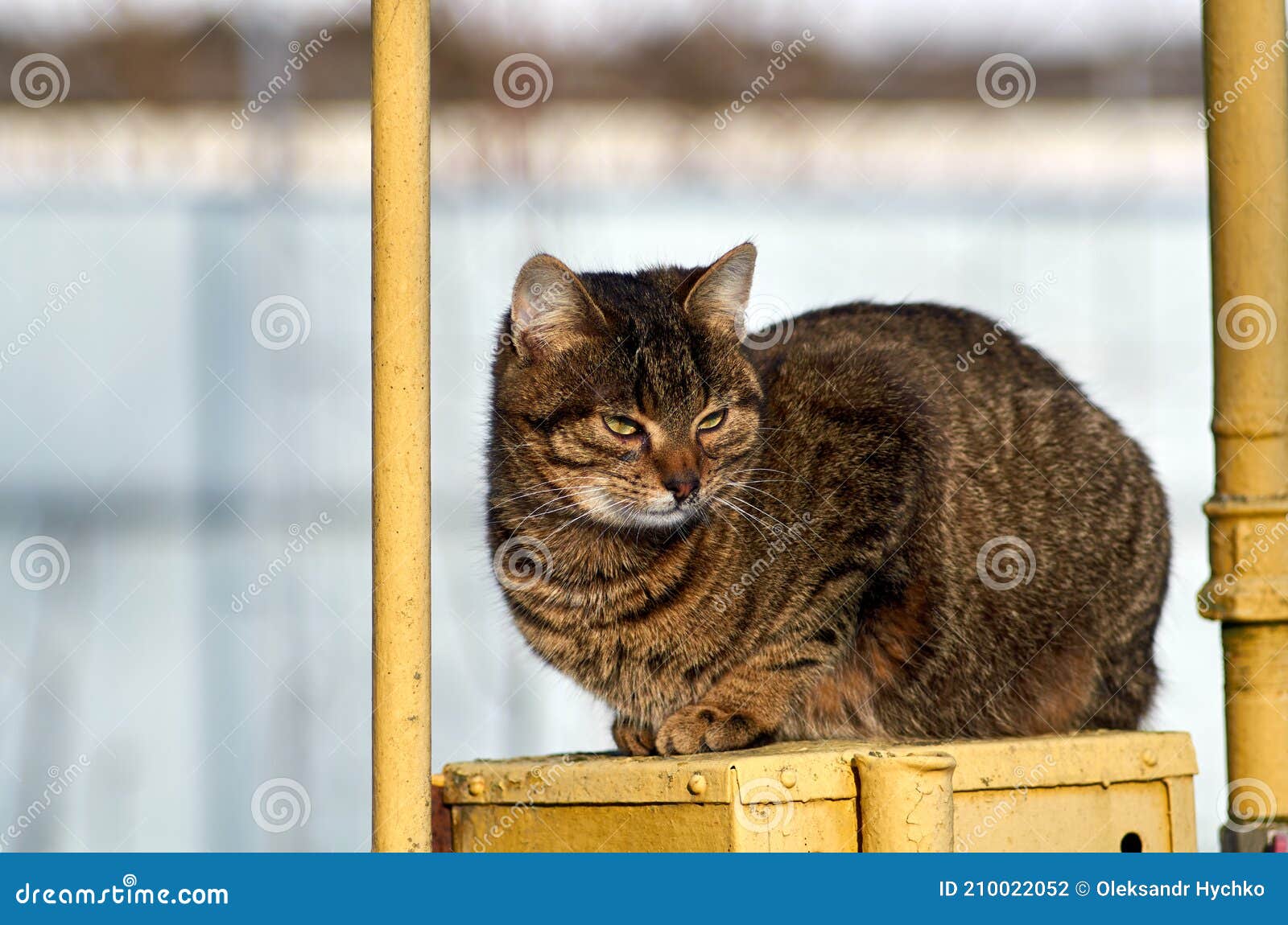 Photo of Tabby Cat on Yellow Box Stock Photo - Image of kitty, home ...