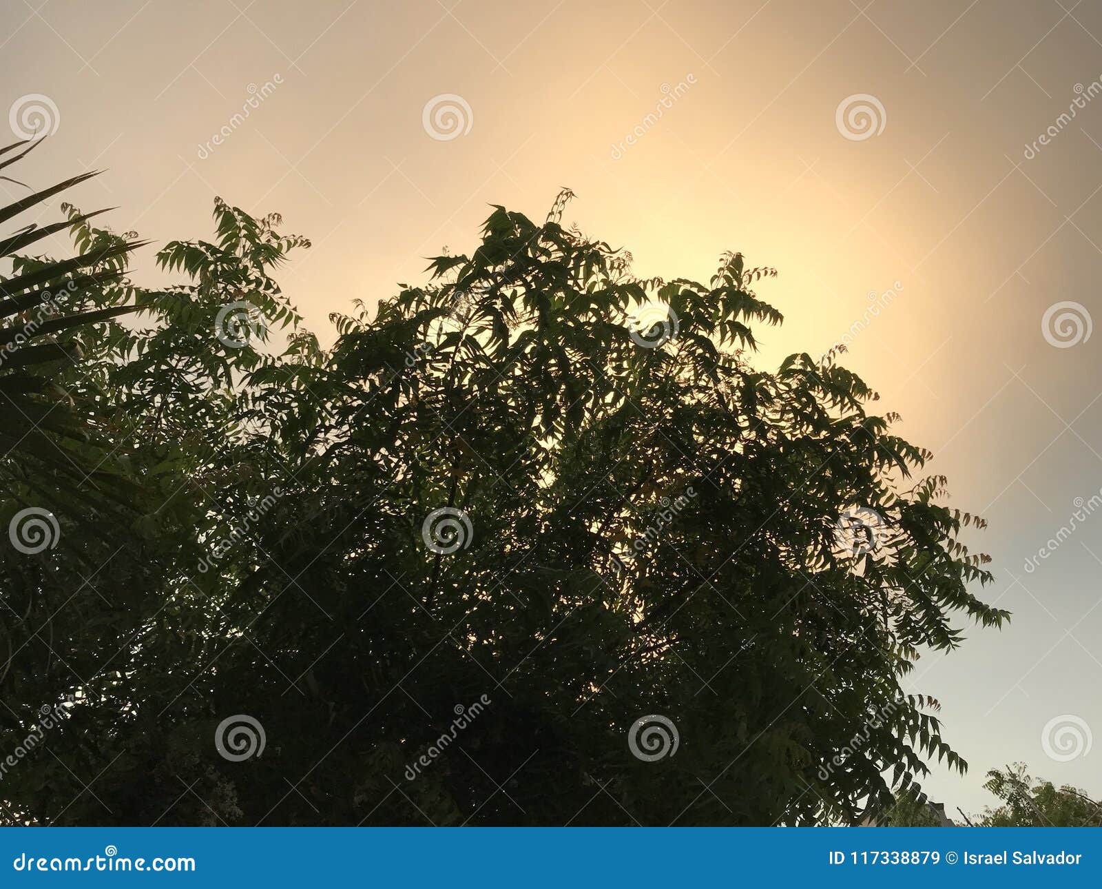 Nim tree stock image. Image of tree, sunset - 117338879