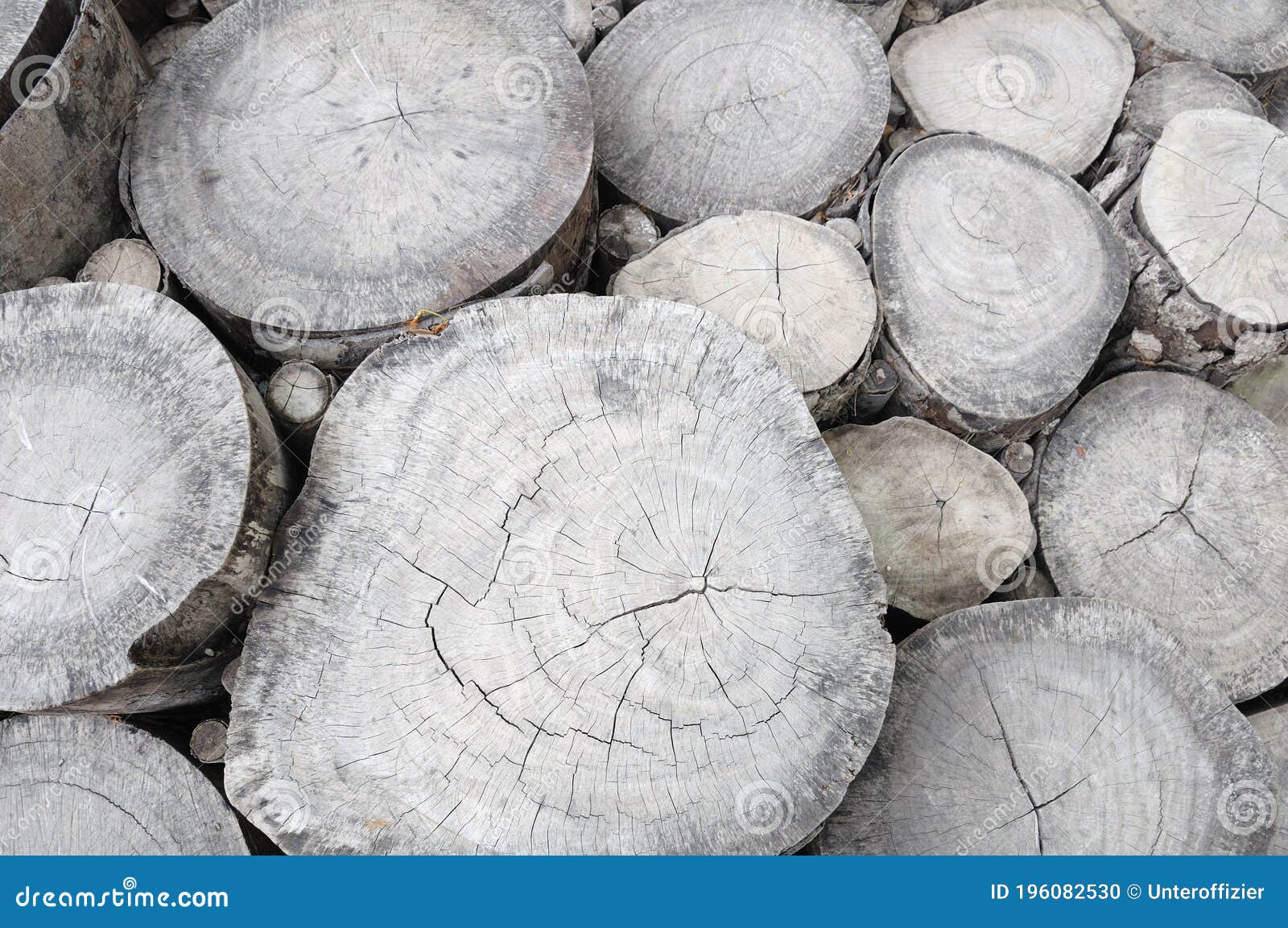 Top Down View of a Group of Chopped Tree Trunks Gathered To Form a ...