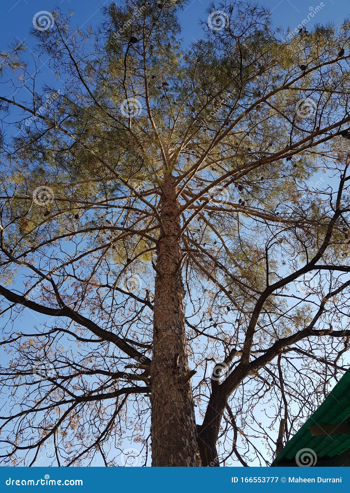 A Photo Takes by Low Angle a Tree with Branches and Sky Stock Image ...