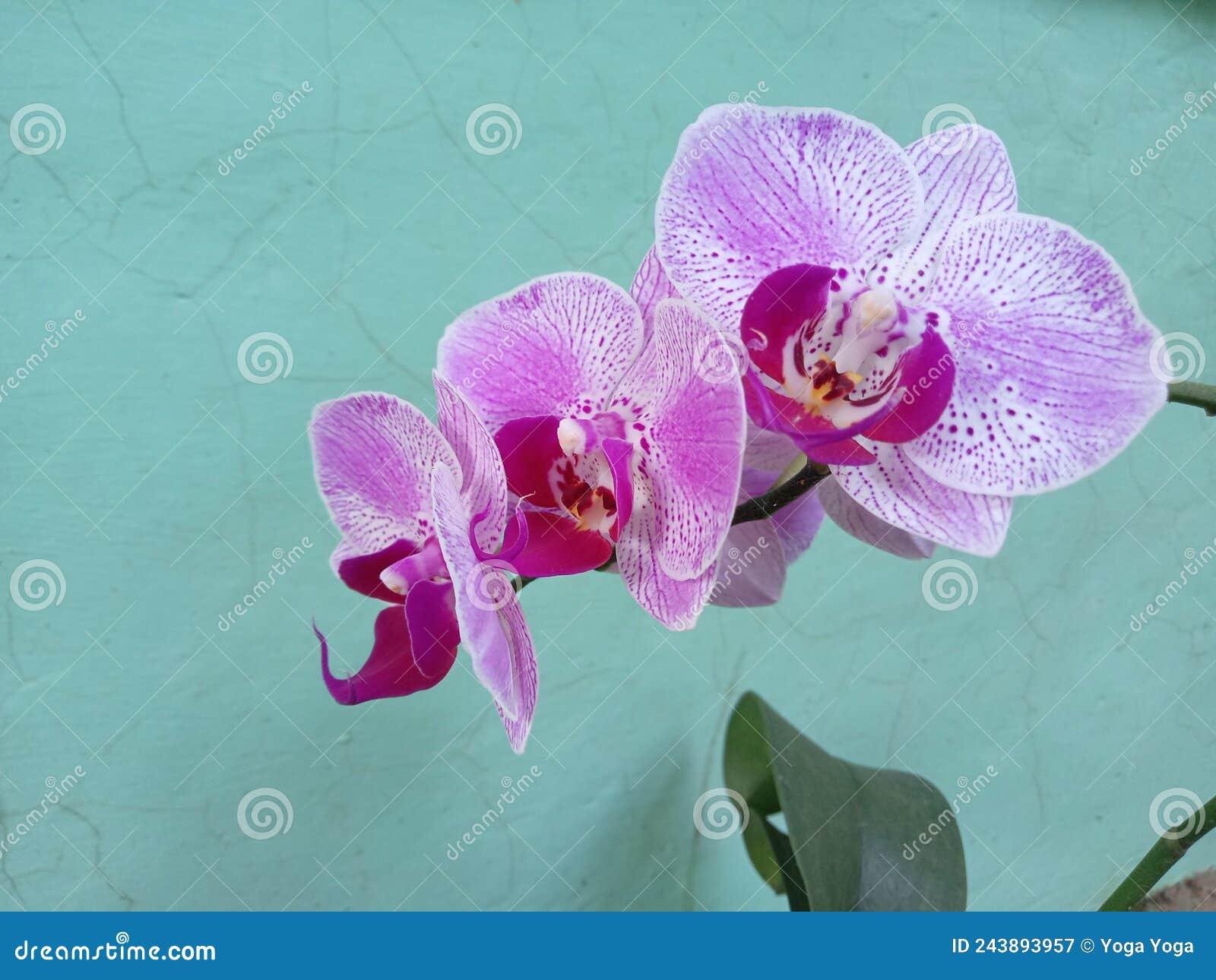 Photo Tanaman Hias Bunga Anggrek Stock Image - Image of bouquet, violet ...