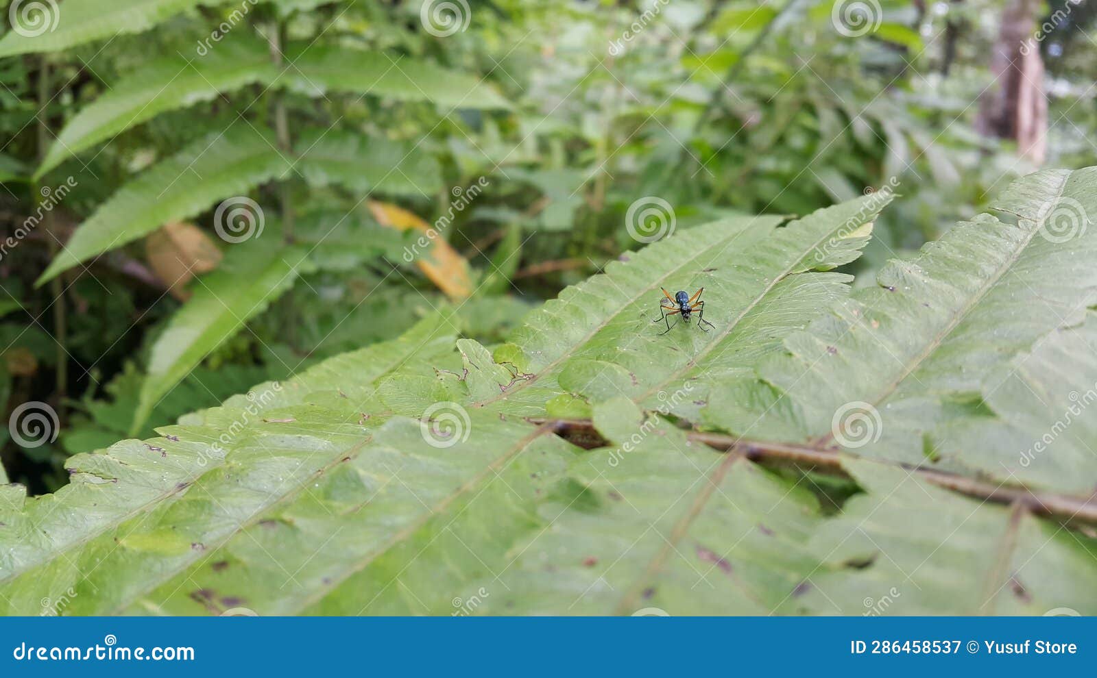 Photo of Tarantula Hawk, Insect, Wasp Stock Image - Image of nature ...
