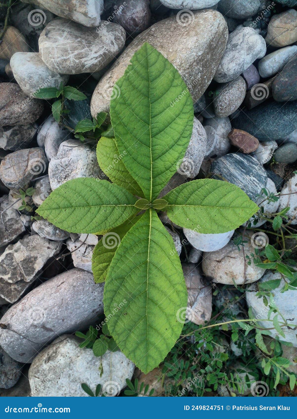 Photo of Teak Tree Saplings Thriving among the Rocks Stock Image ...