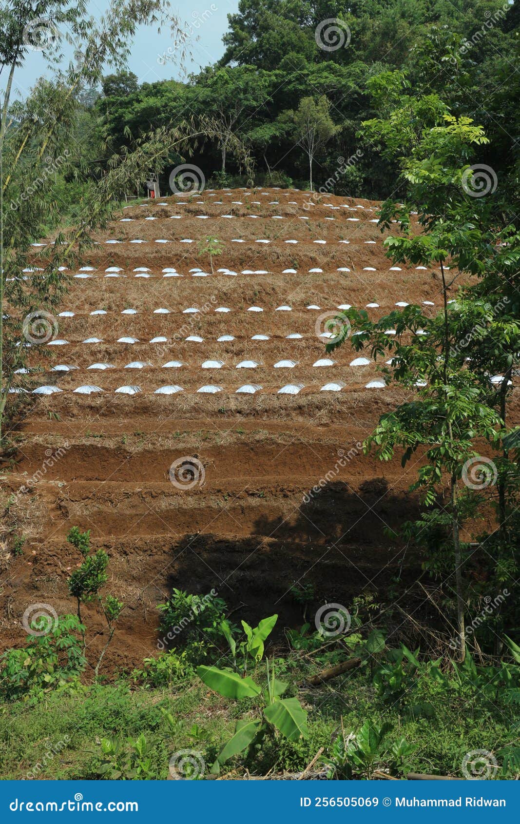 Photo of the Terrace Planting System Often with Mulching Stock Image ...