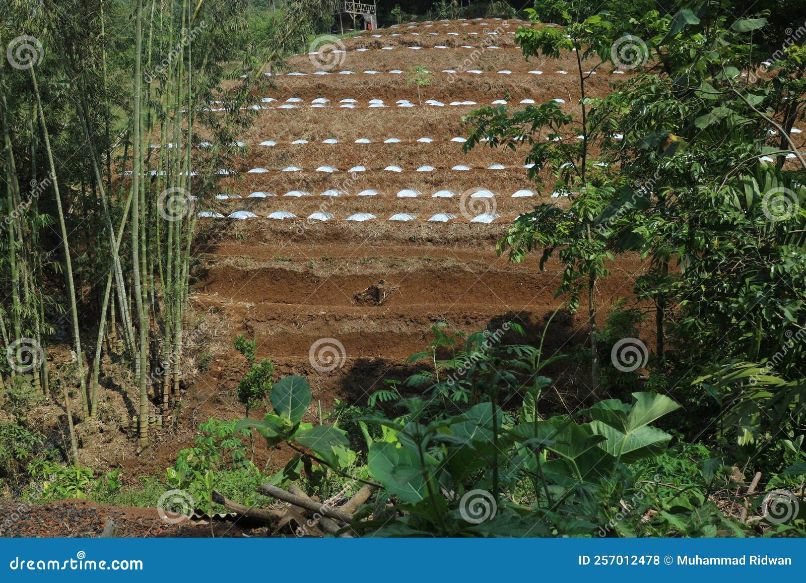 Photo of the Terrace Planting System Often with Mulching Stock Photo ...