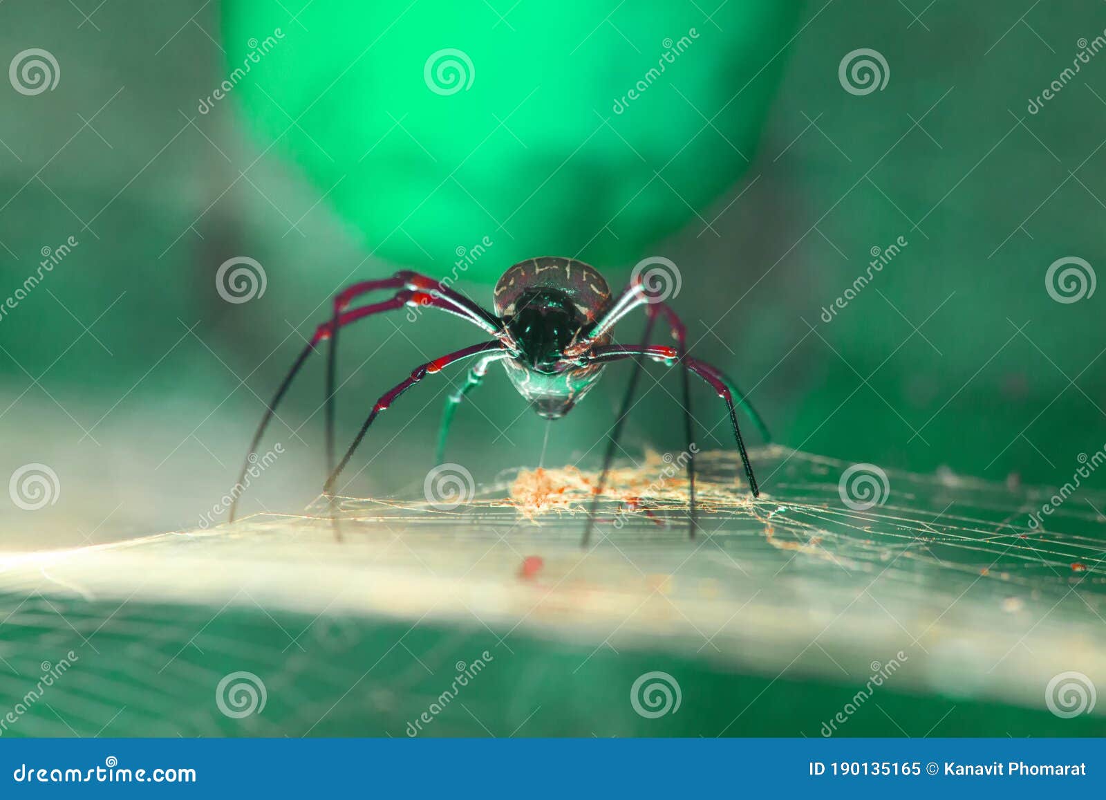 A Scary Spider Walking on a Yellow Spider Web. Stock Image - Image of ...